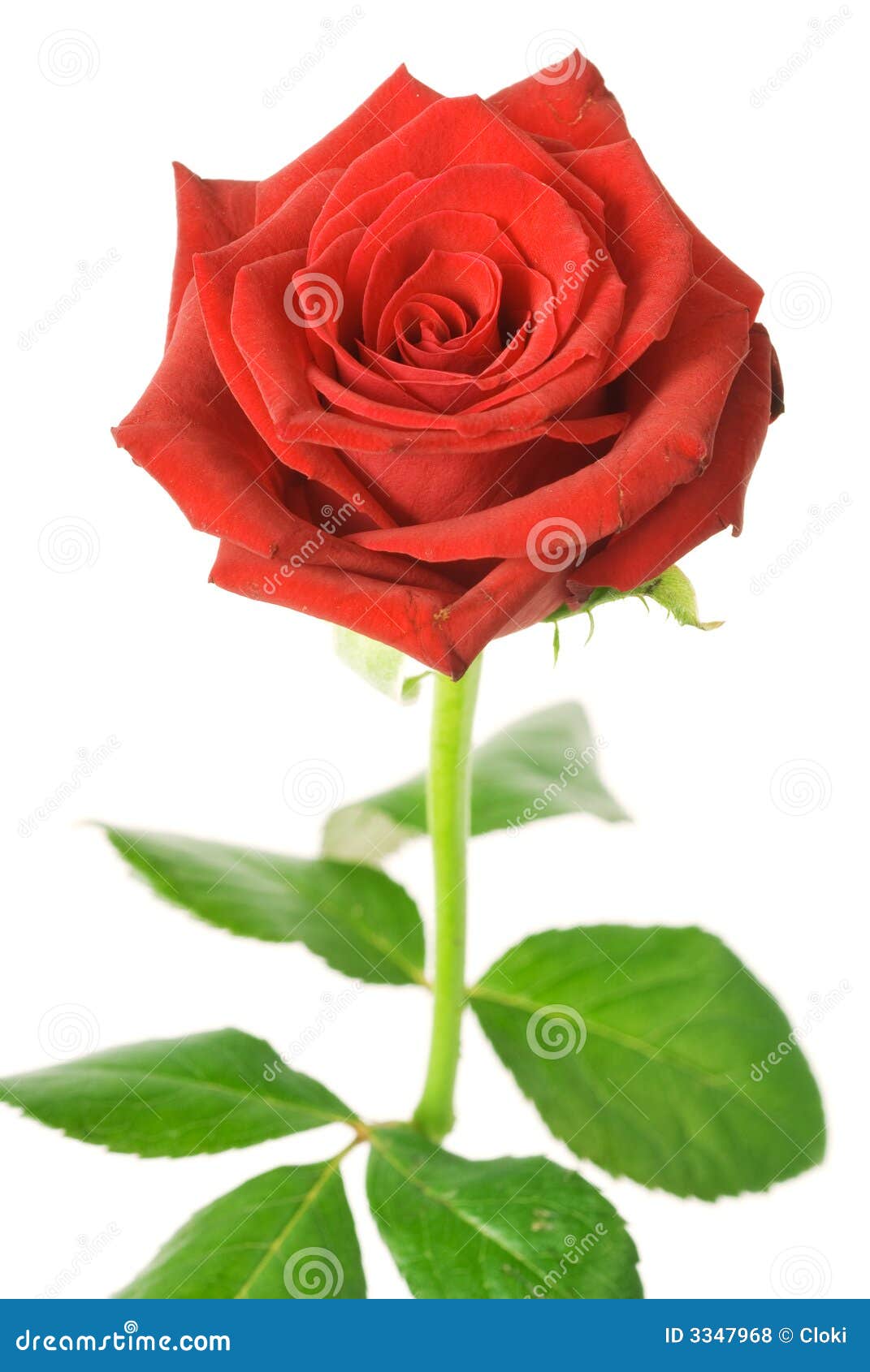 Red rose isolated stock photo. Image of bouquet, close - 3347968