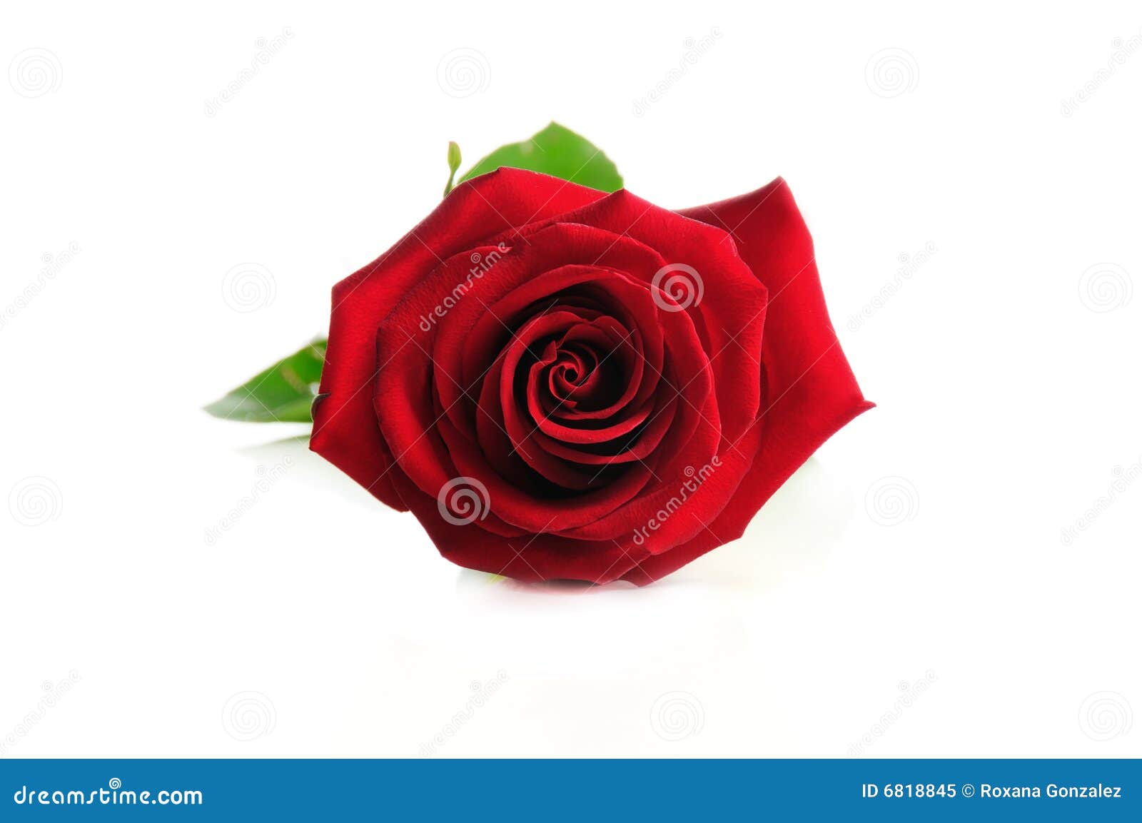 Red rose isolated stock image. Image of symbol, lovely - 6818845