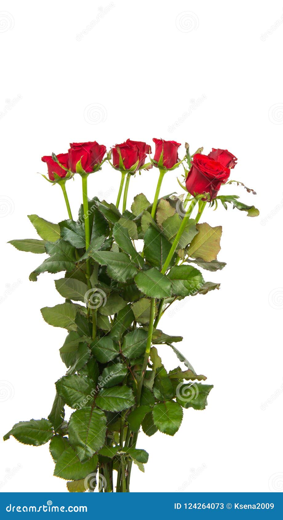 Red rose isolated stock image. Image of flower, romance - 124264073