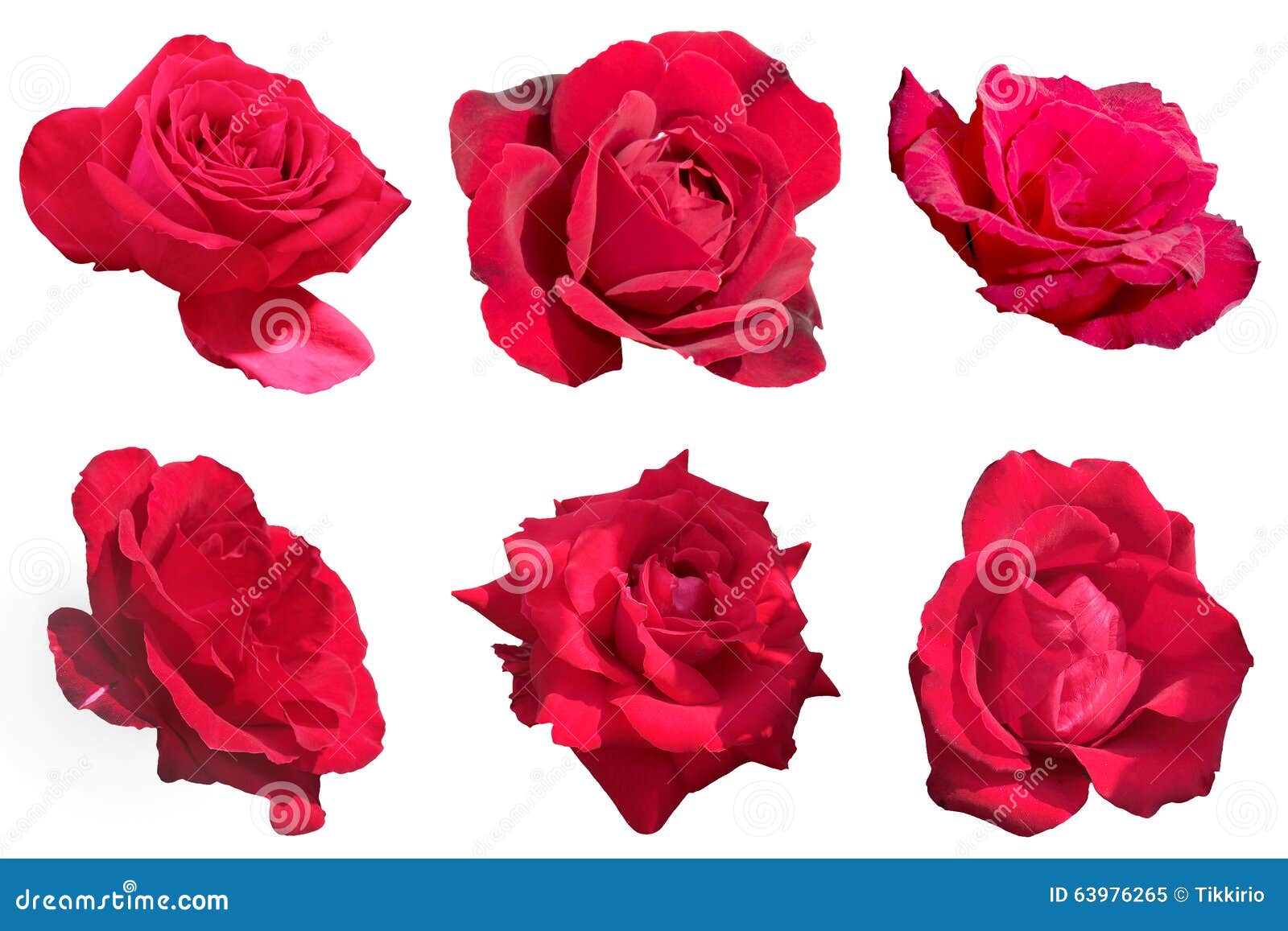 Red rose isolated stock image. Image of plant, blossom - 63976265