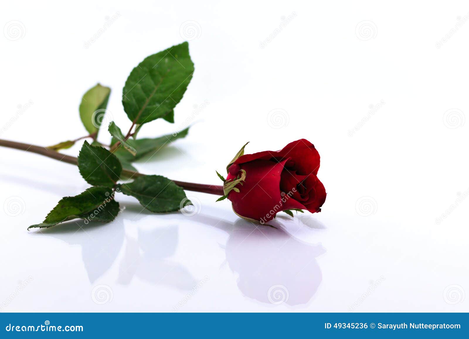 Red Rose Isolated with Shadow Horizontally Stock Photo - Image of green ...