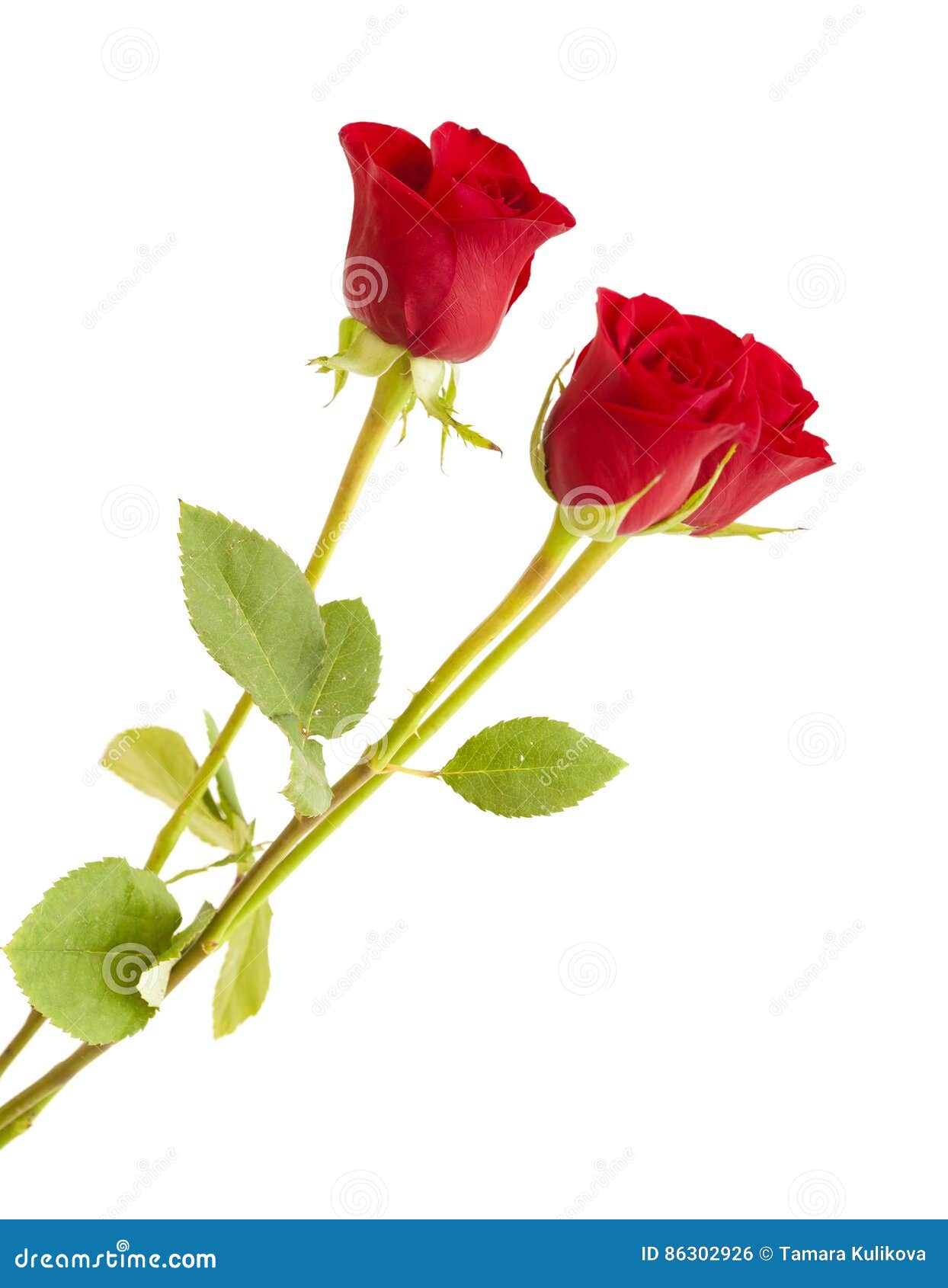 Red rose isolated stock photo. Image of bloom, white - 86302926