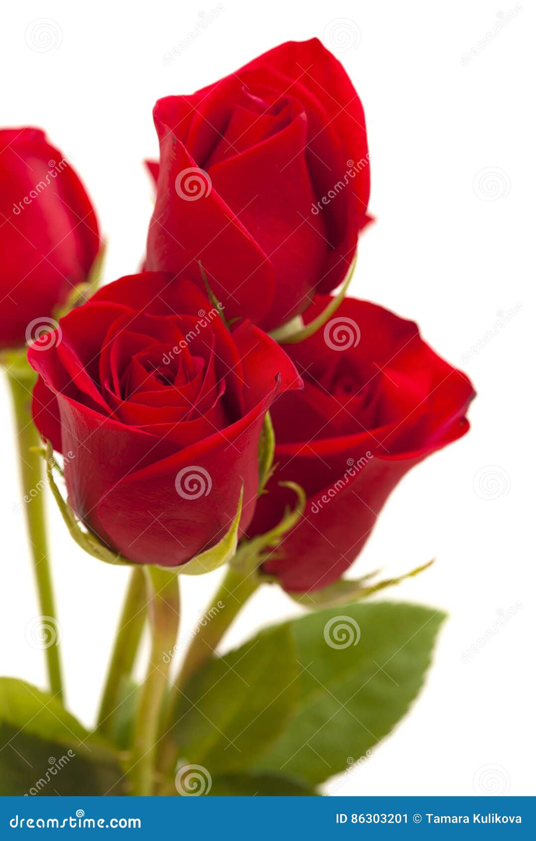 Red rose isolated stock image. Image of flower, curve - 86303201