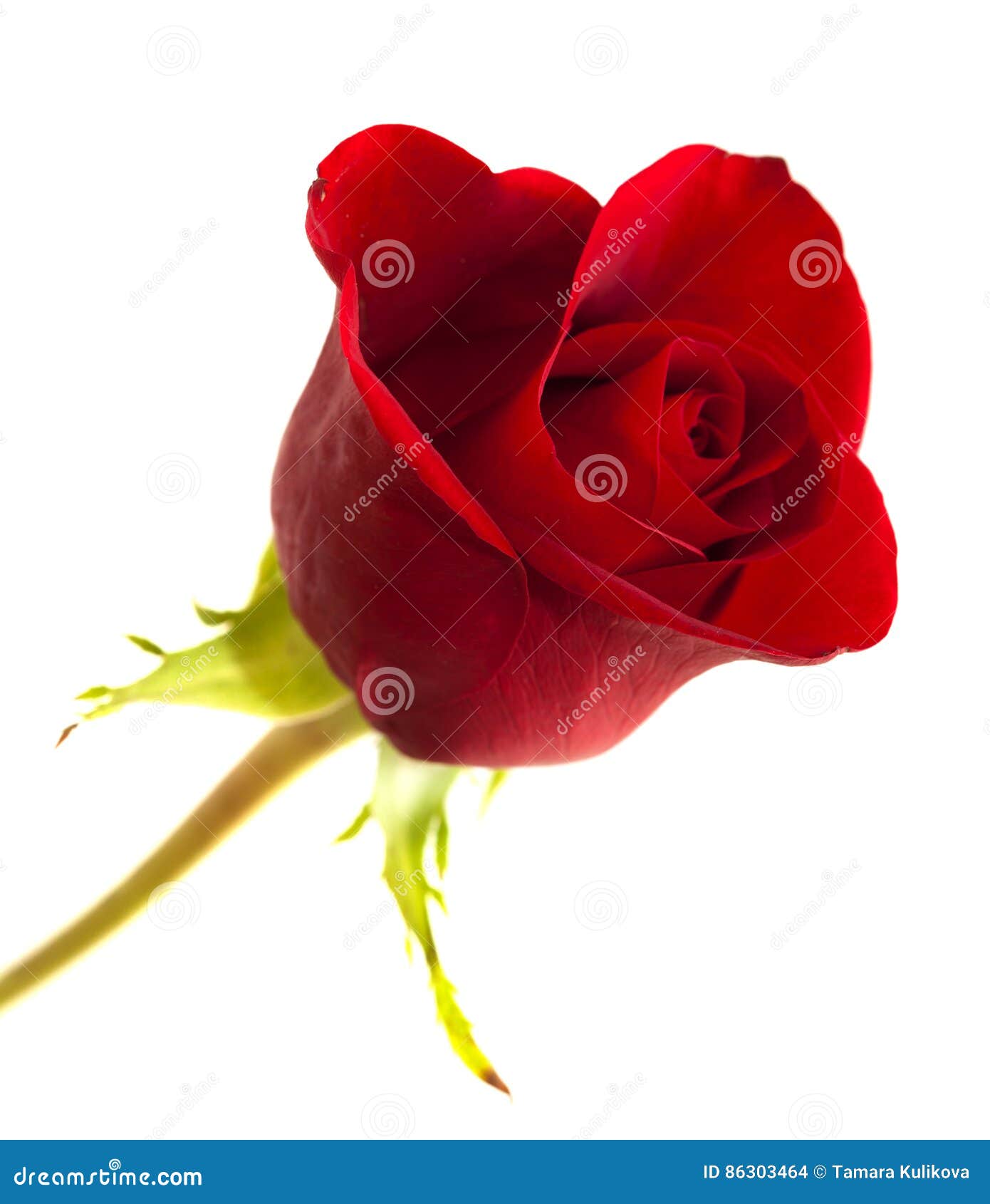 Red rose isolated stock photo. Image of saturated, isolated - 86303464