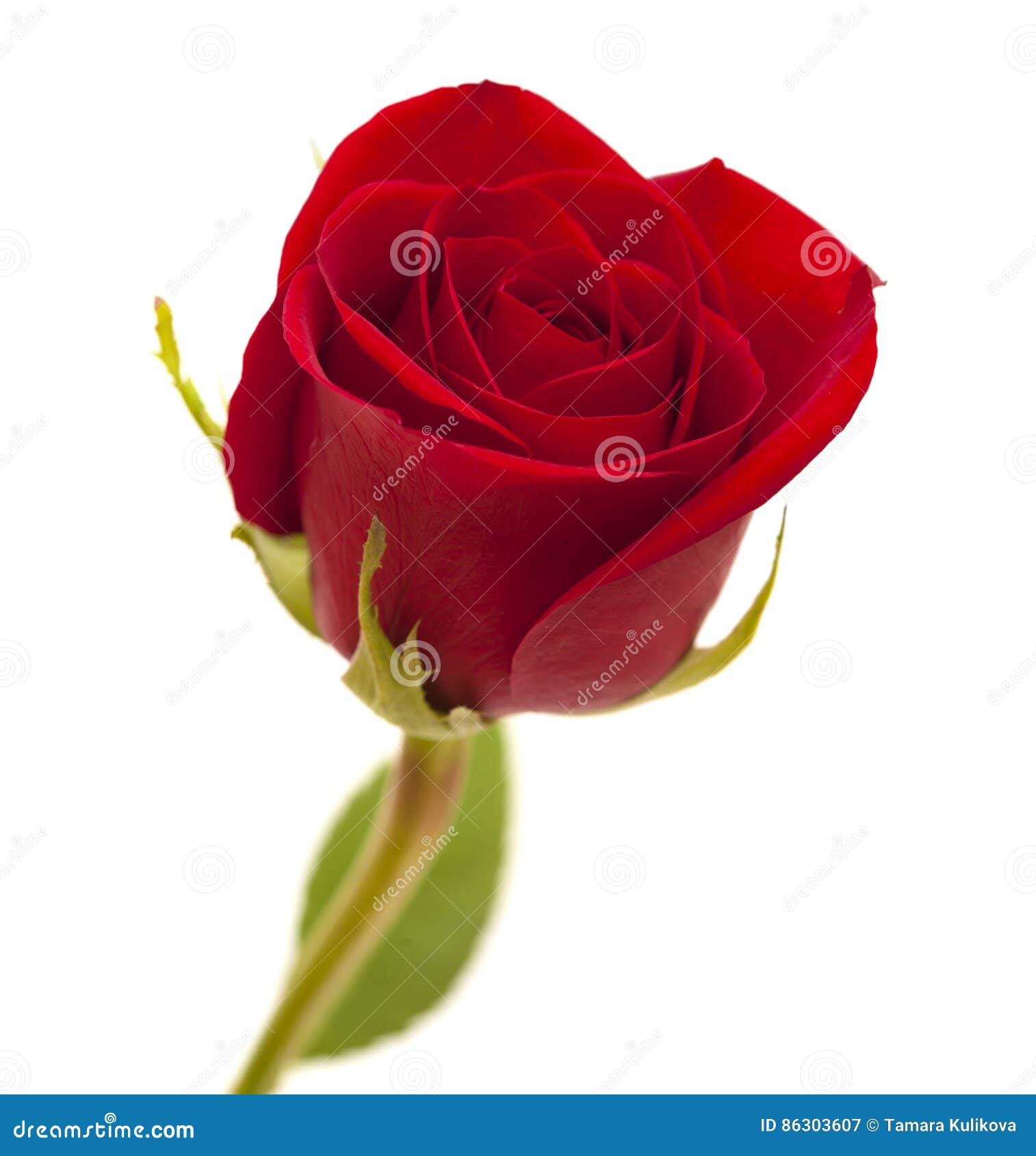 Red rose isolated stock image. Image of curve, white - 86303607