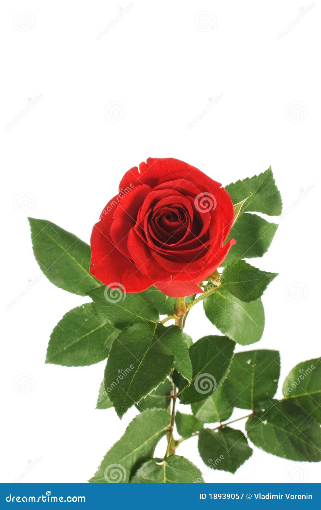 Red rose isolated on white stock image. Image of isolated - 18939057