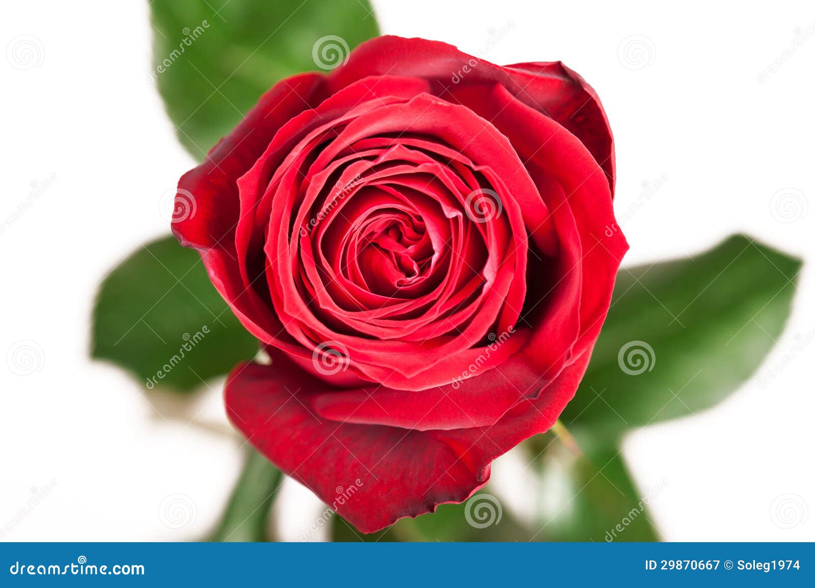 Red rose isolated stock image. Image of beautiful, flower - 29870667