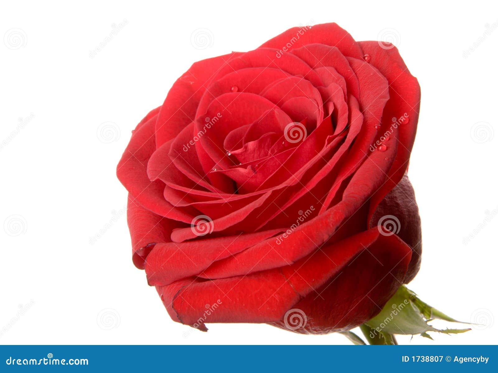 Red Rose Isolated on the White Background Stock Image - Image of floral ...