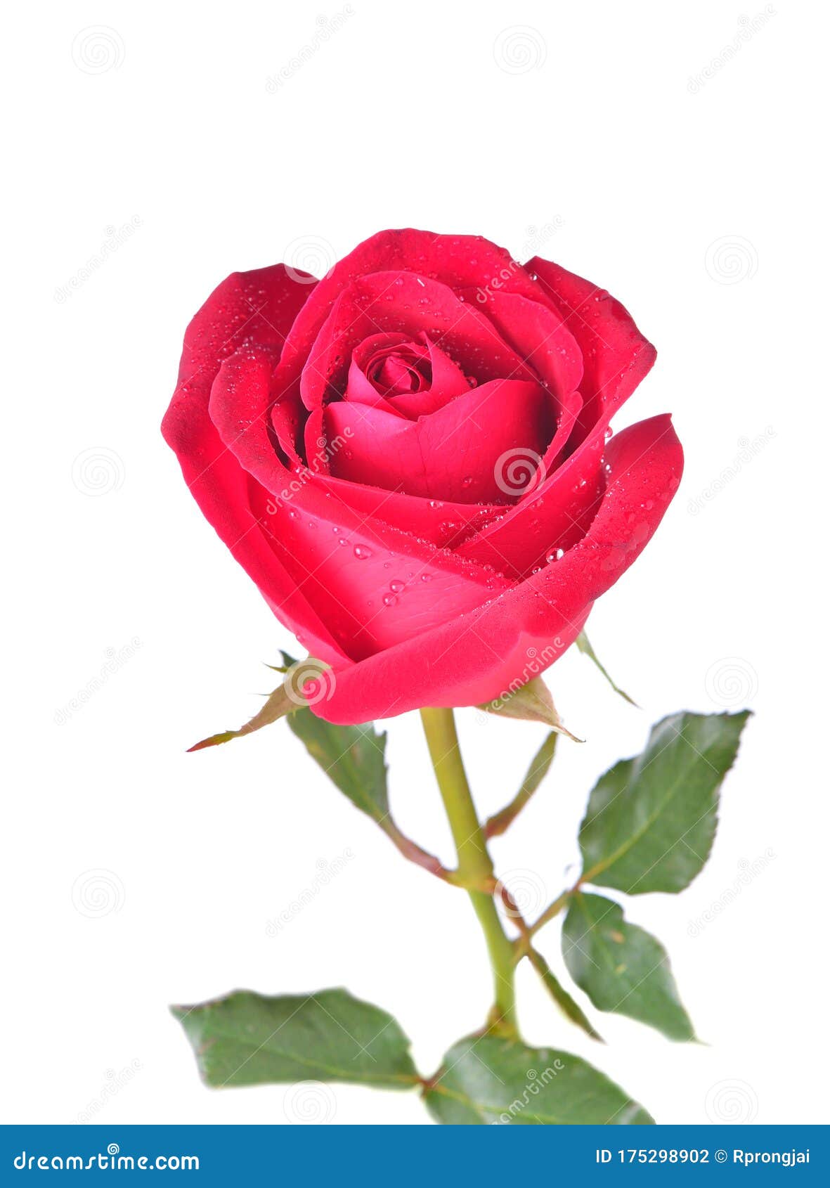 Red Rose Isolated on White Background Stock Photo - Image of gift ...