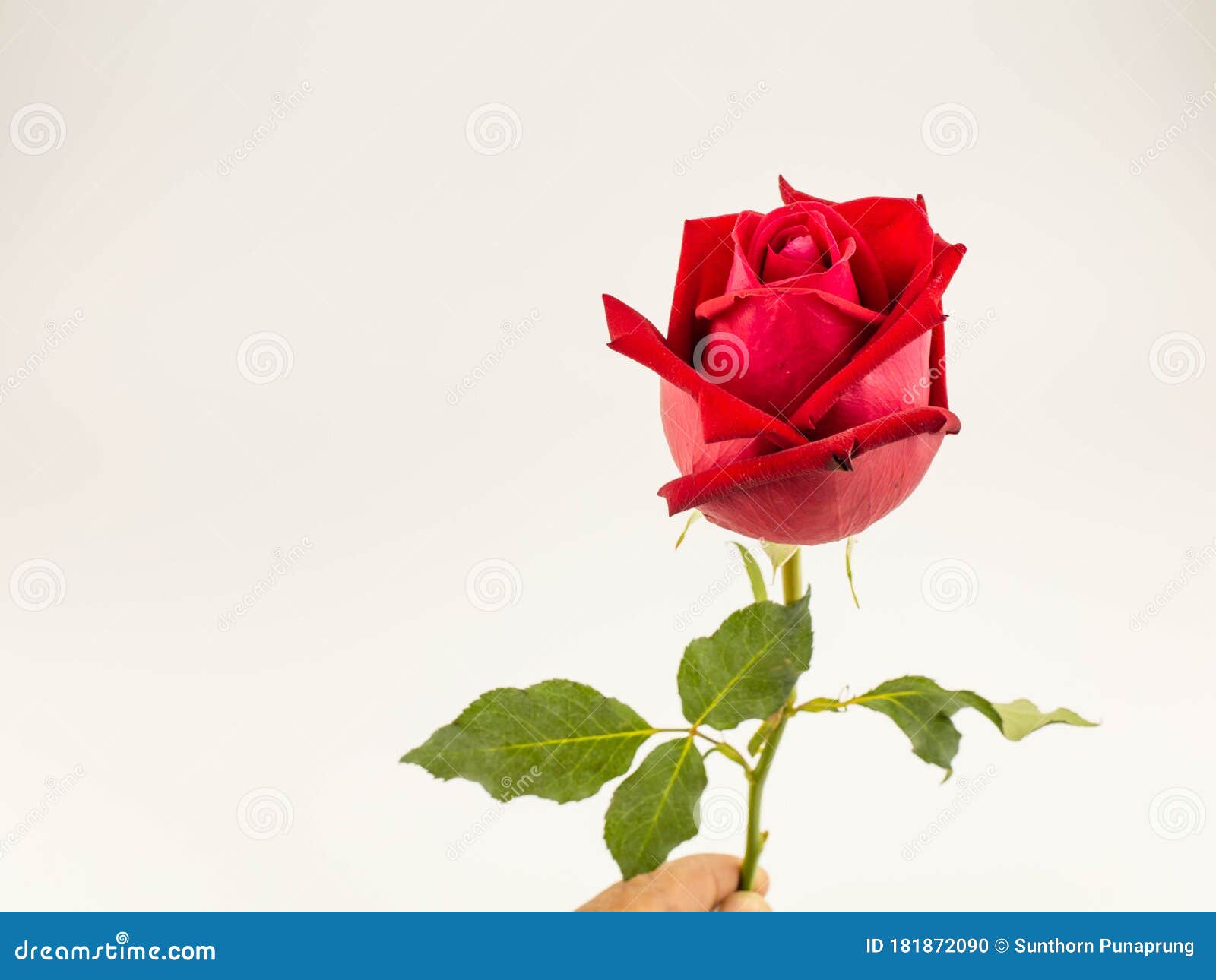 Red Rose Isolated on White Background Stock Photo - Image of greeting ...