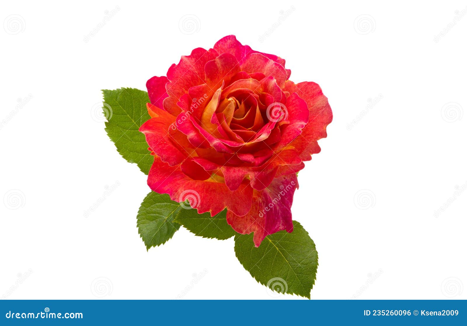 Red rose isolated stock photo. Image of love, stem, fresh - 235260096