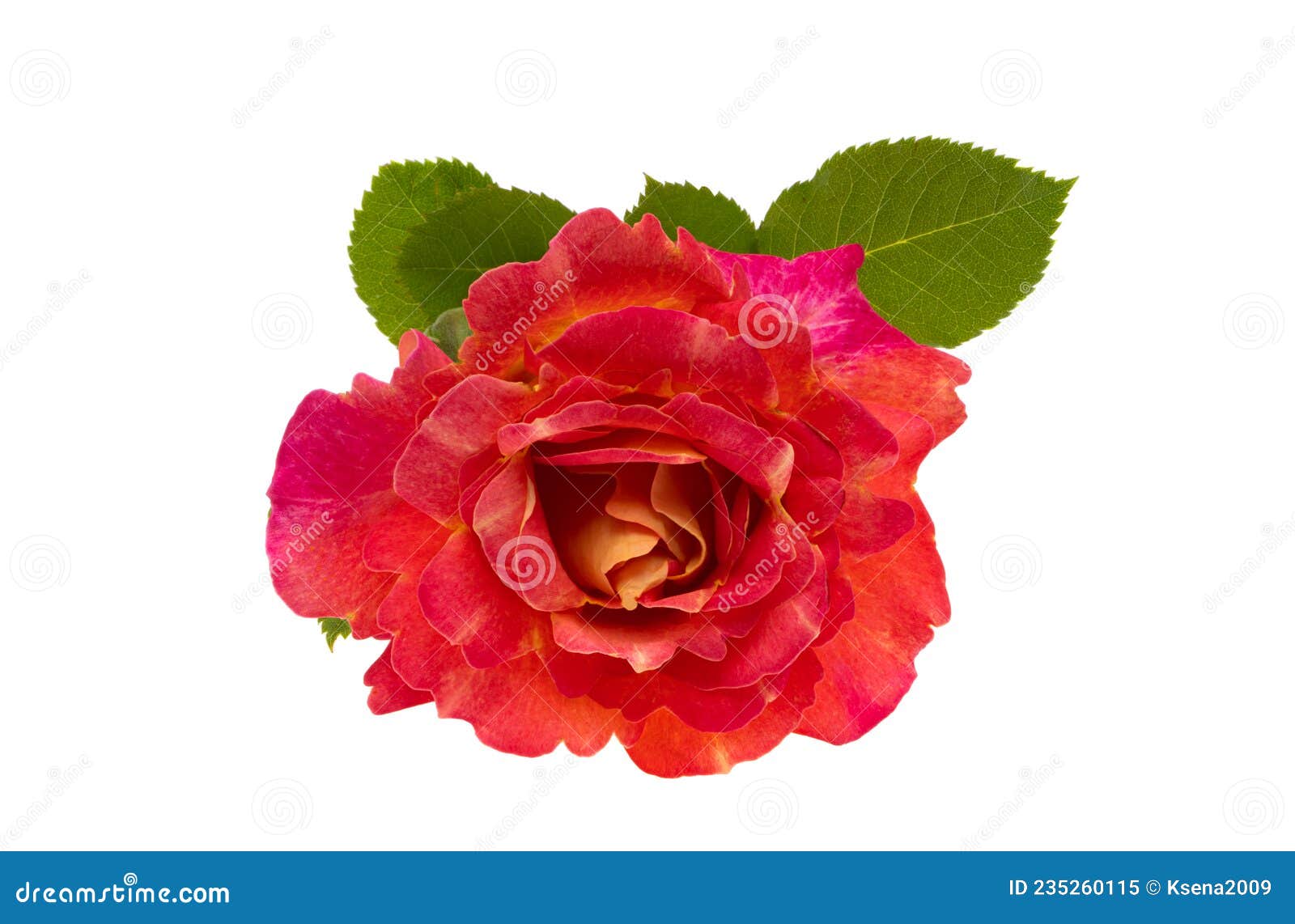 Red rose isolated stock image. Image of floral, romance - 235260115