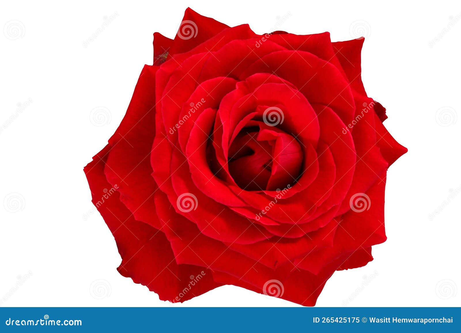 Red Rose Isolated on White Background. Stock Image - Image of object ...