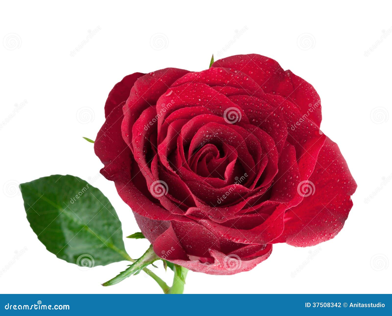 Red Rose isolated stock photo. Image of emotion, drop - 37508342