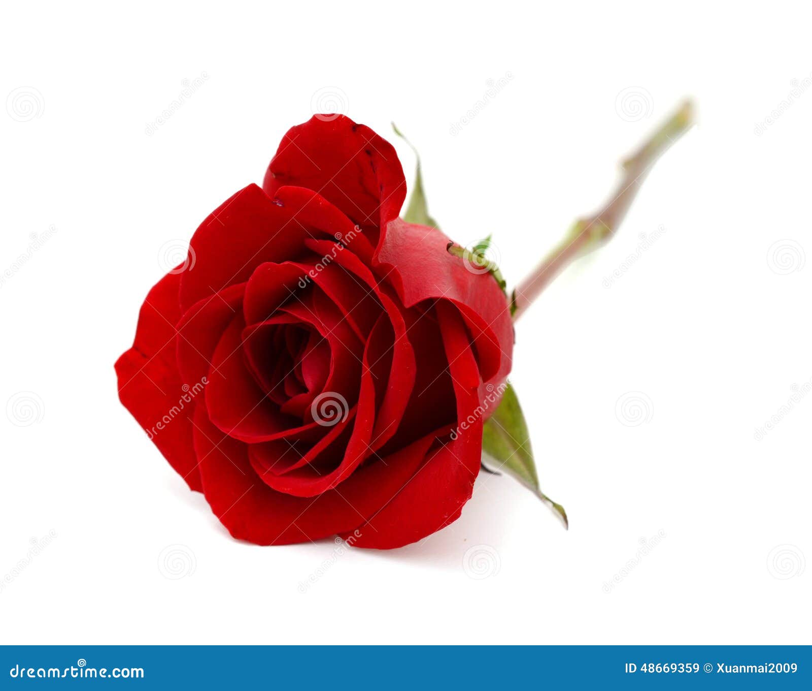 Red rose isolated stock image. Image of valentine, floral - 48669359