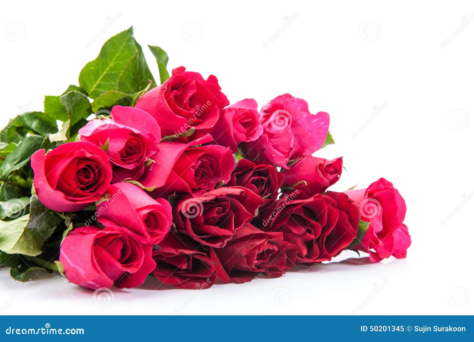 Red Rose Isolated on White Background Stock Image - Image of beautiful ...