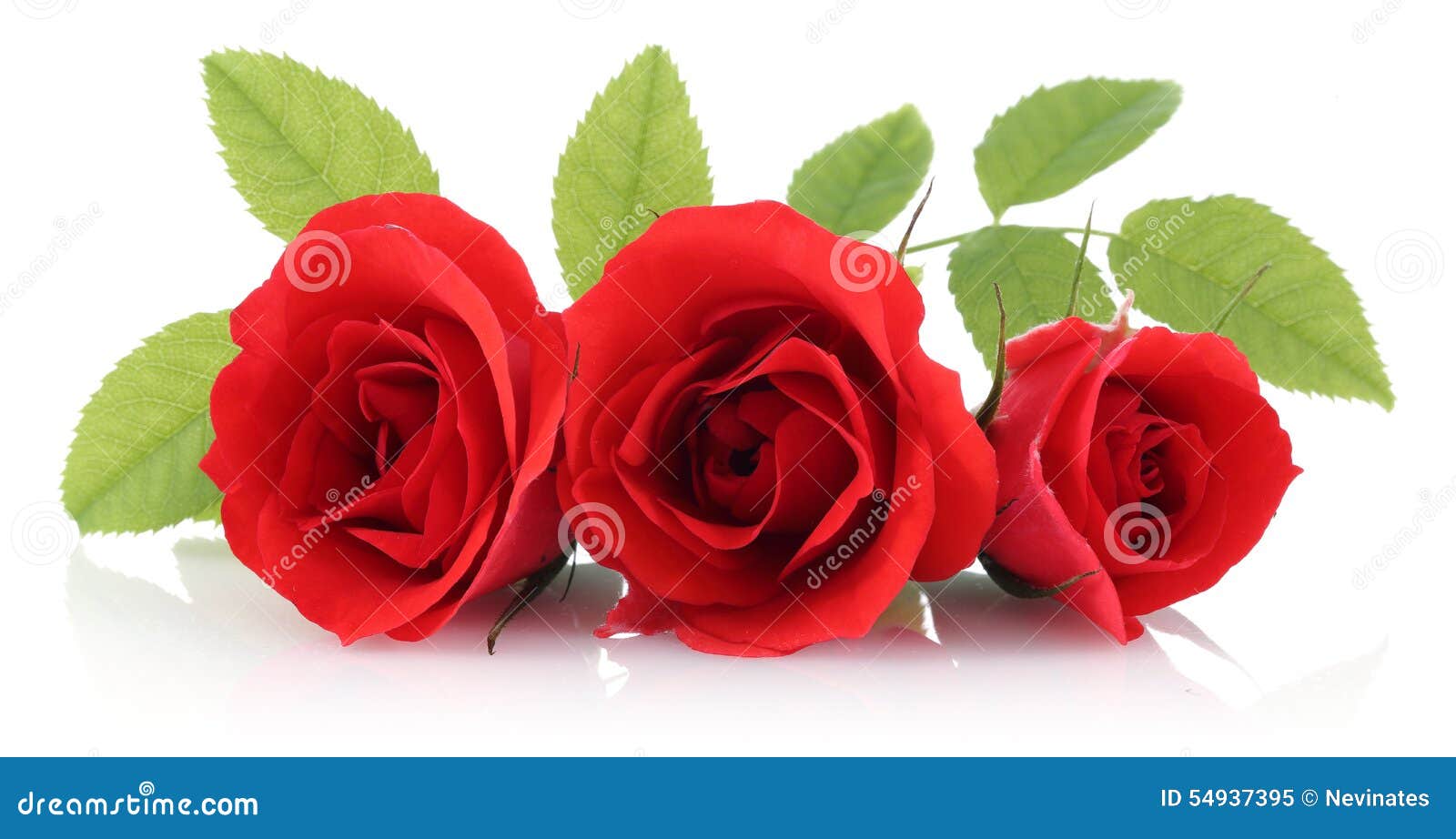 Red Rose stock image. Image of gift, beauty, floral, leaves - 54937395