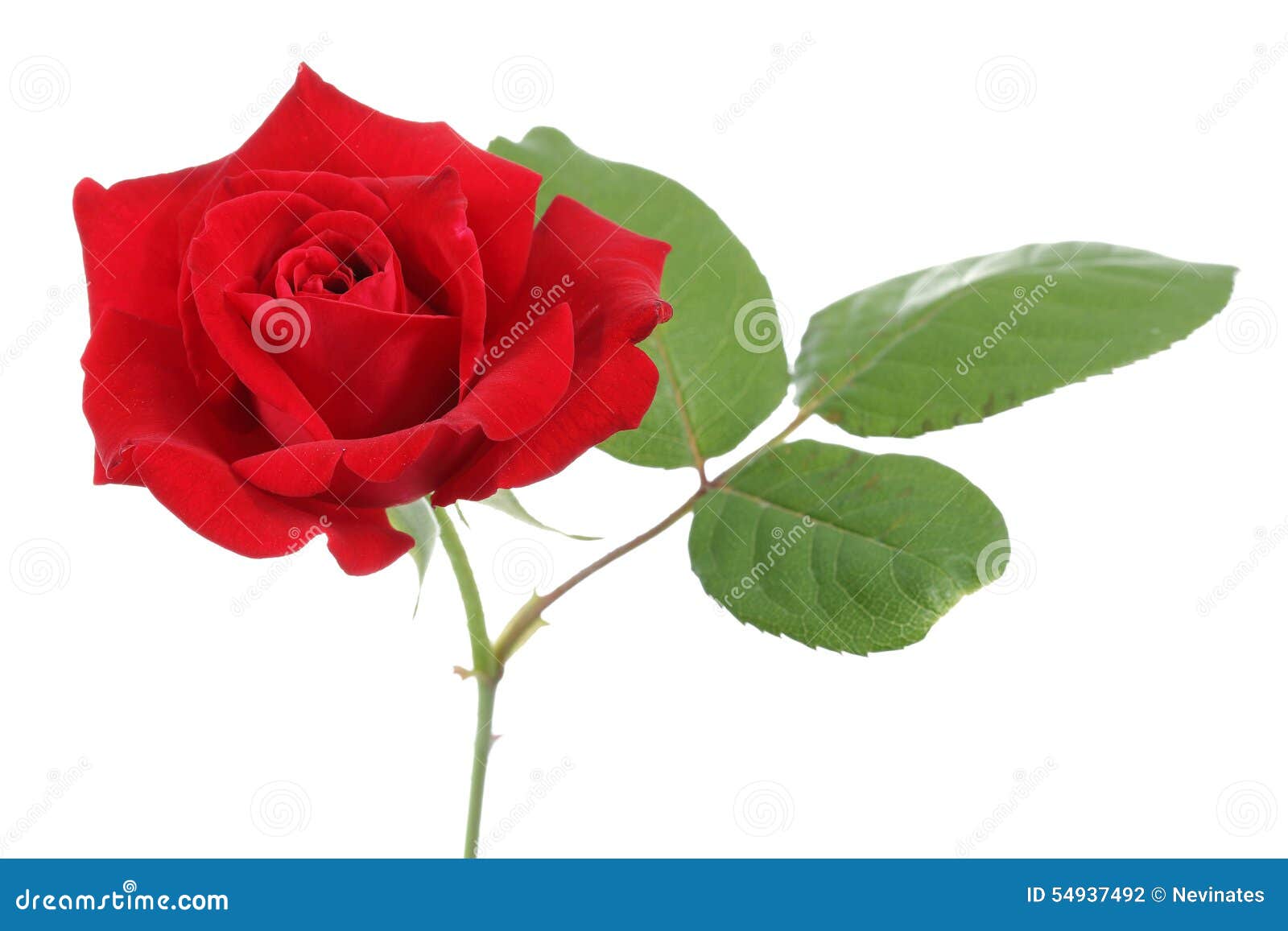 Red Rose stock photo. Image of fresh, layers, isolated - 54937492