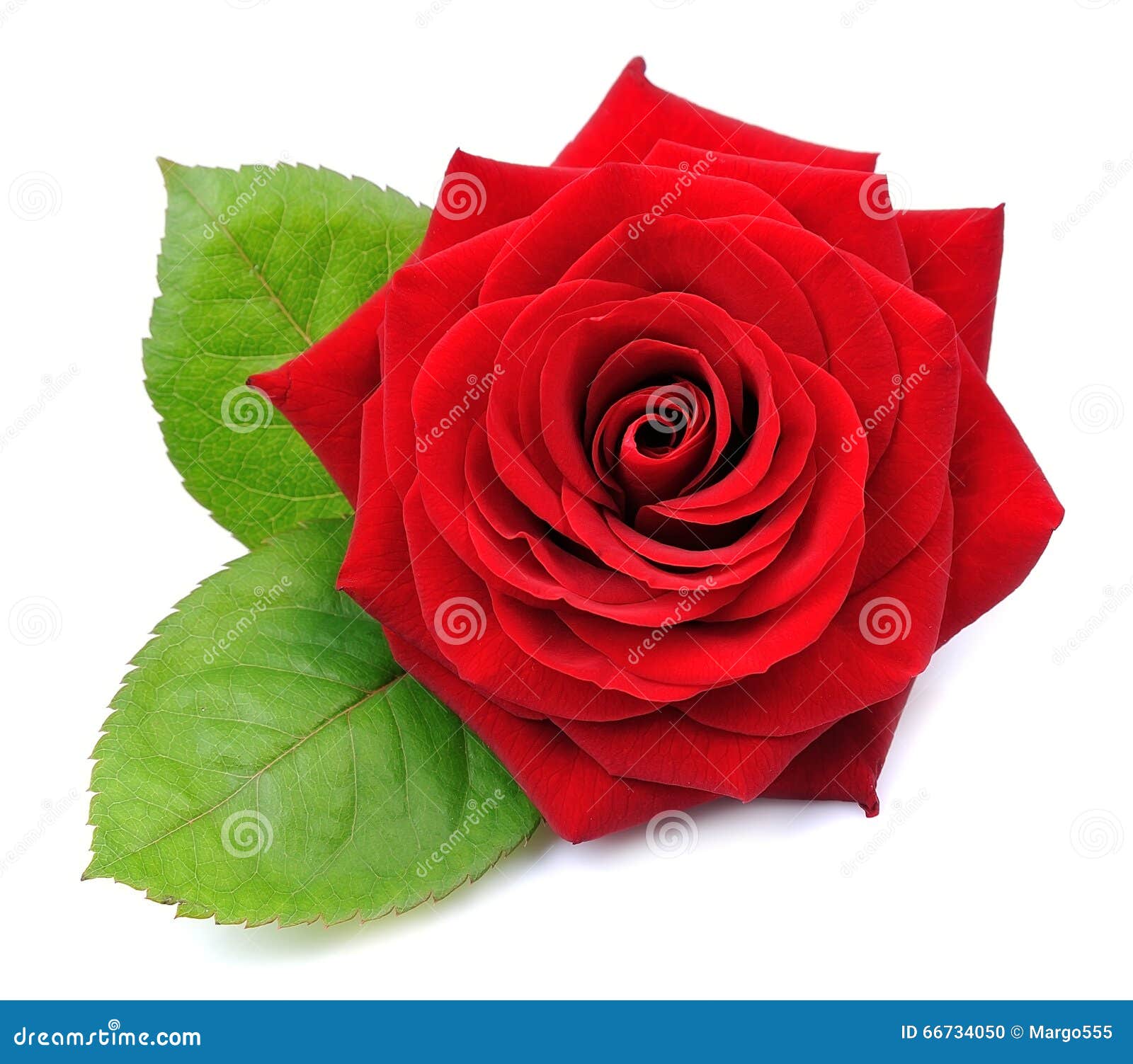 Red rose isolated stock photo. Image of single, closeup - 66734050