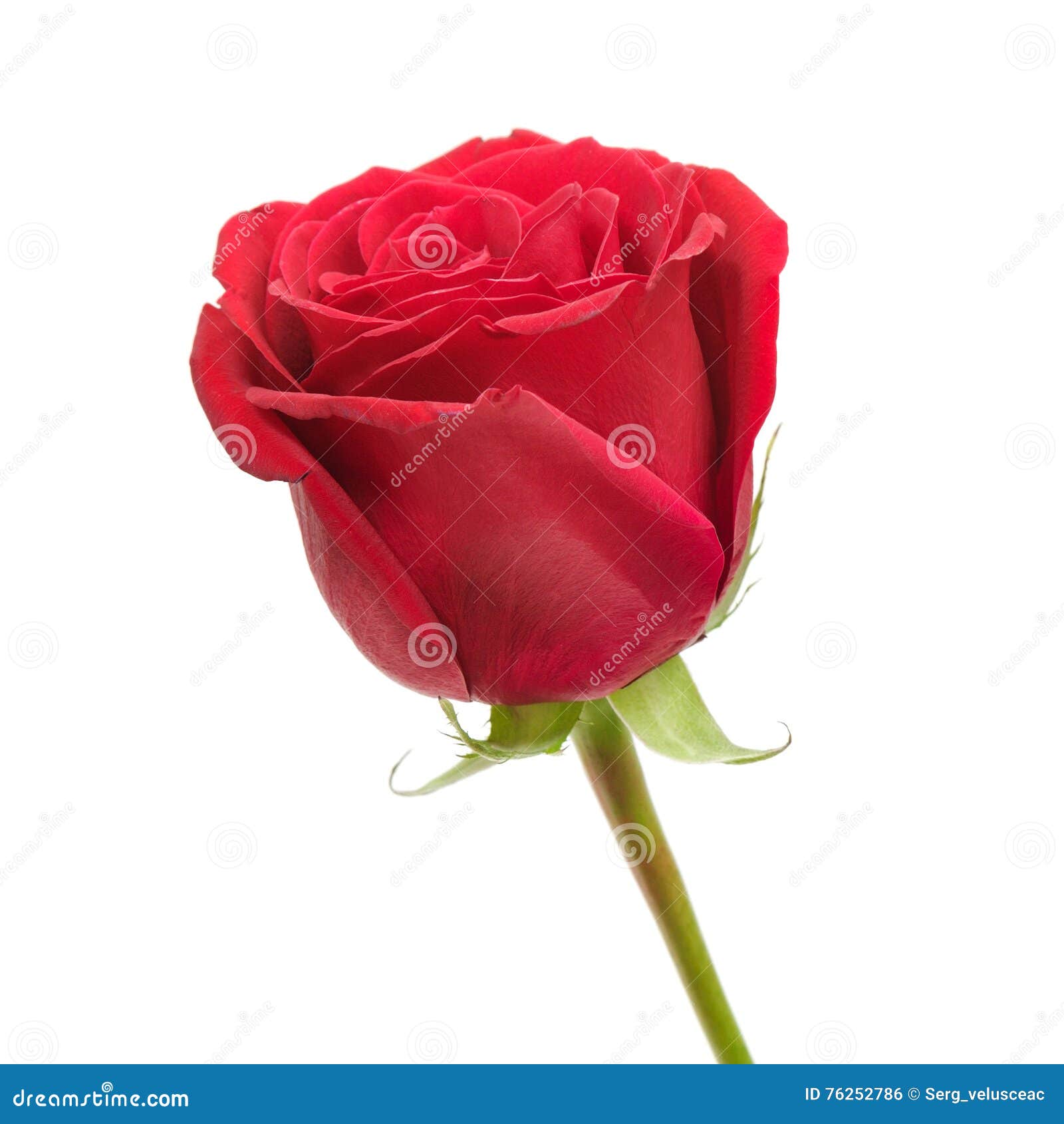 Red rose stock photo. Image of color, bloom, isolated - 76252786