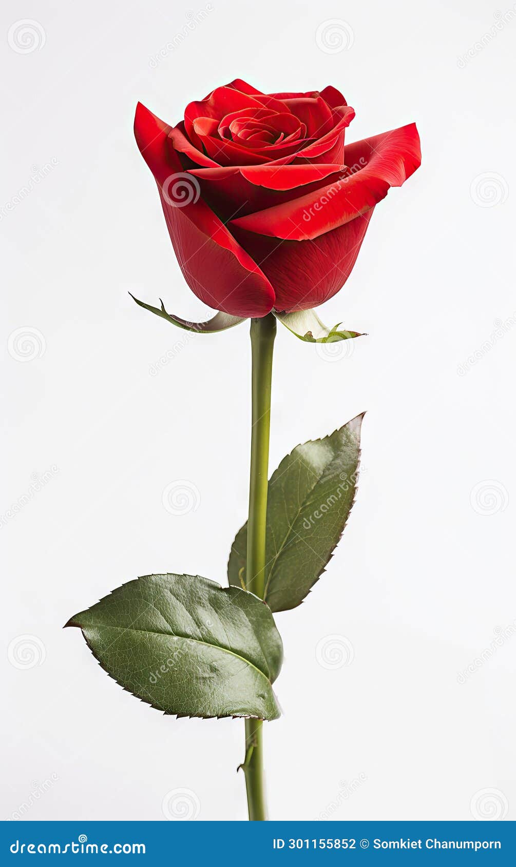 Red Rose Isolated on a White Background, Beautiful Red Rose Isolated ...