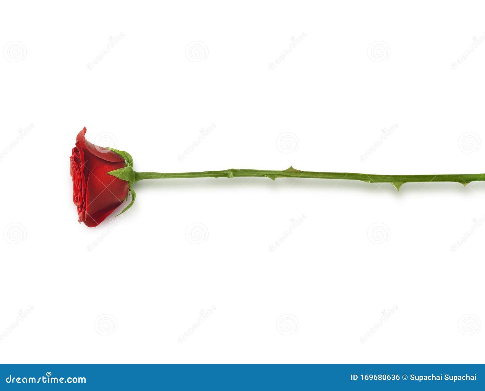 Red Rose Isolated on White Background Stock Photo - Image of white ...