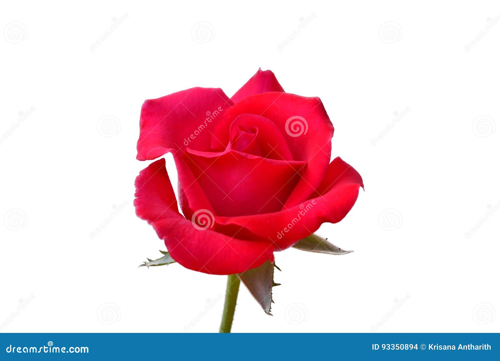Red Rose Isolated on White Background Stock Photo - Image of closeup ...