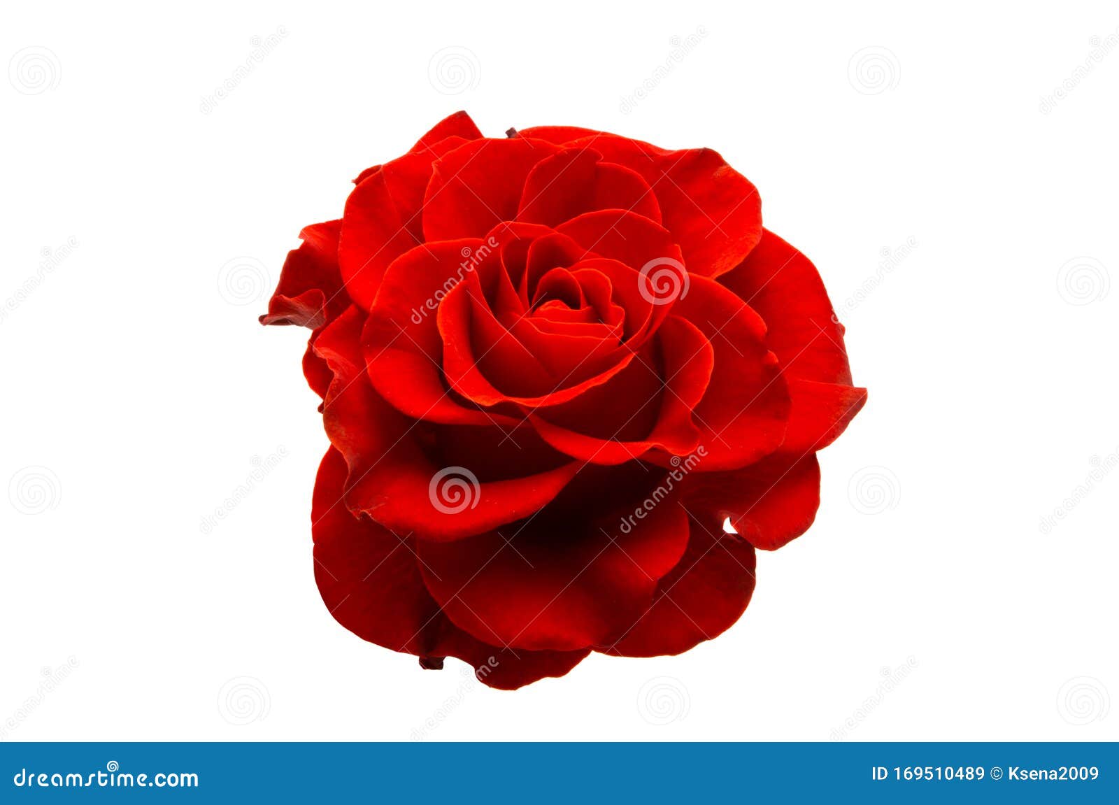 Red rose isolated stock image. Image of anniversary - 169510489