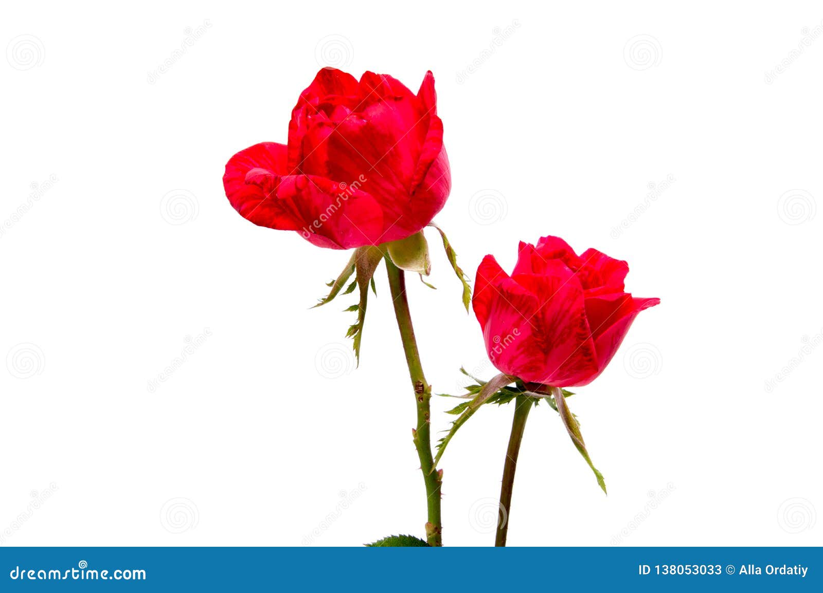 Red Rose Isolated on White Background. Editorial Stock Photo - Image of ...