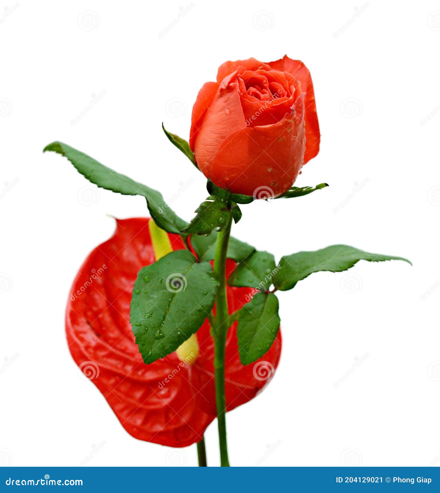 Red Rose Isolated on White Background. Stock Image - Image of romance ...