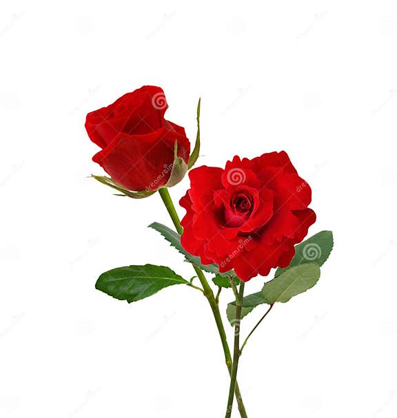 Red Rose Isolated on White Background Stock Image - Image of perfection, love: 274120297