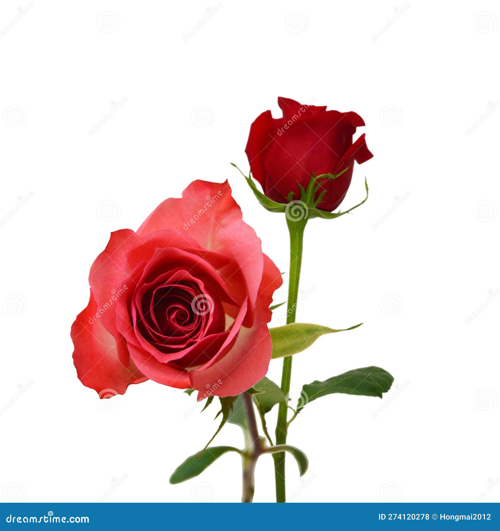 Red Rose Isolated on White Background Stock Photo - Image of petal ...