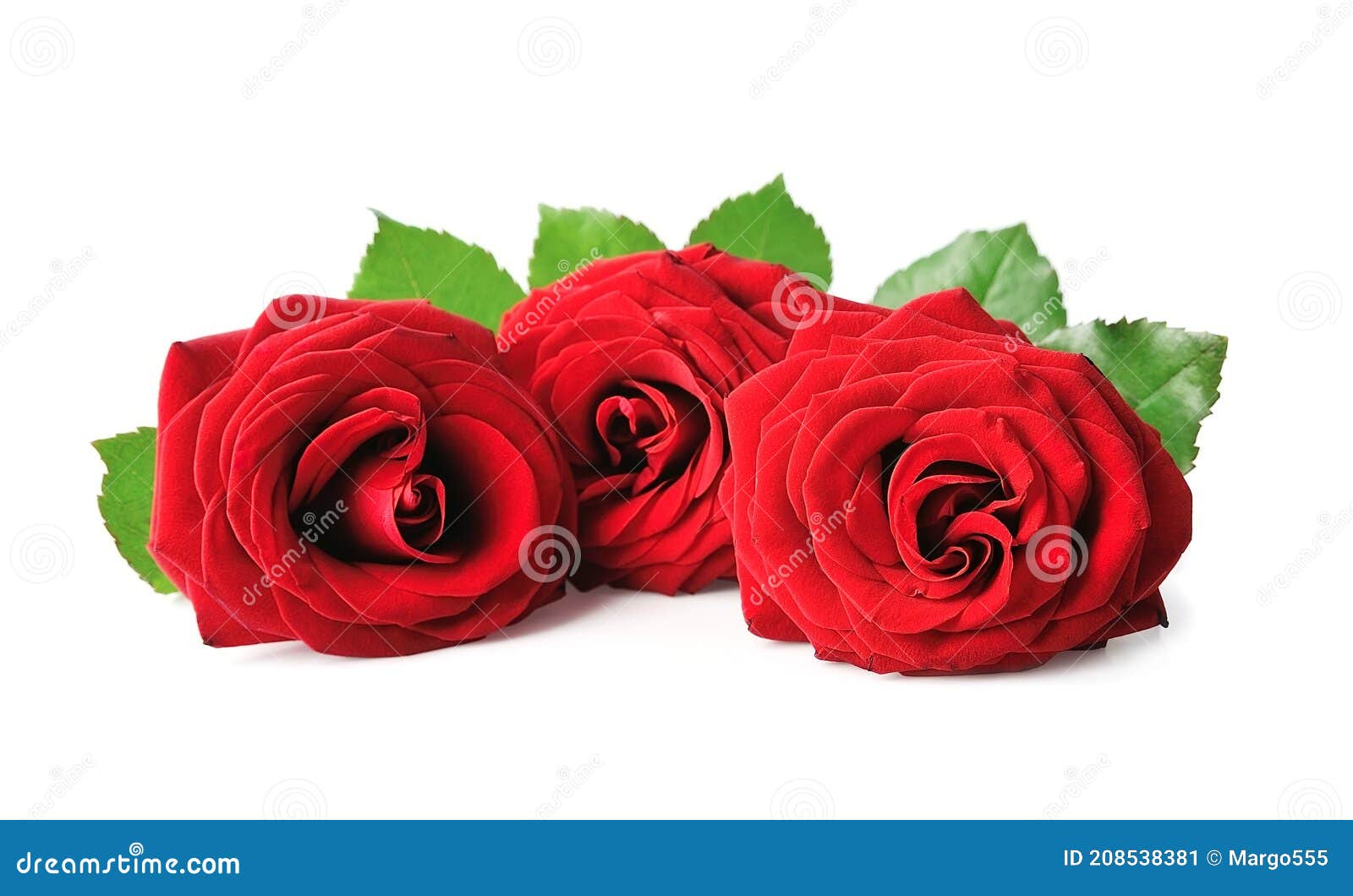 Red Rose Isolated on White Backgrounds Stock Image - Image of flower ...