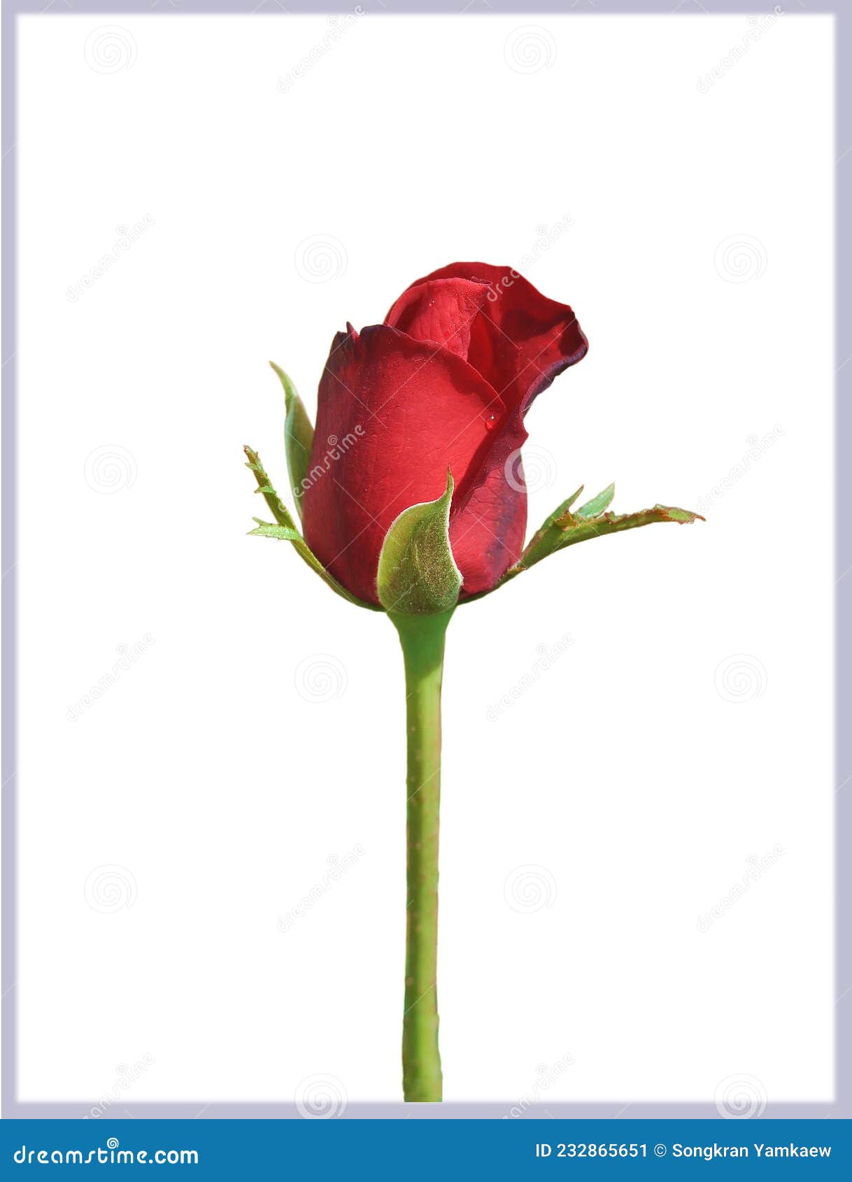 Red rose isolated on white stock image. Image of flora - 232865651