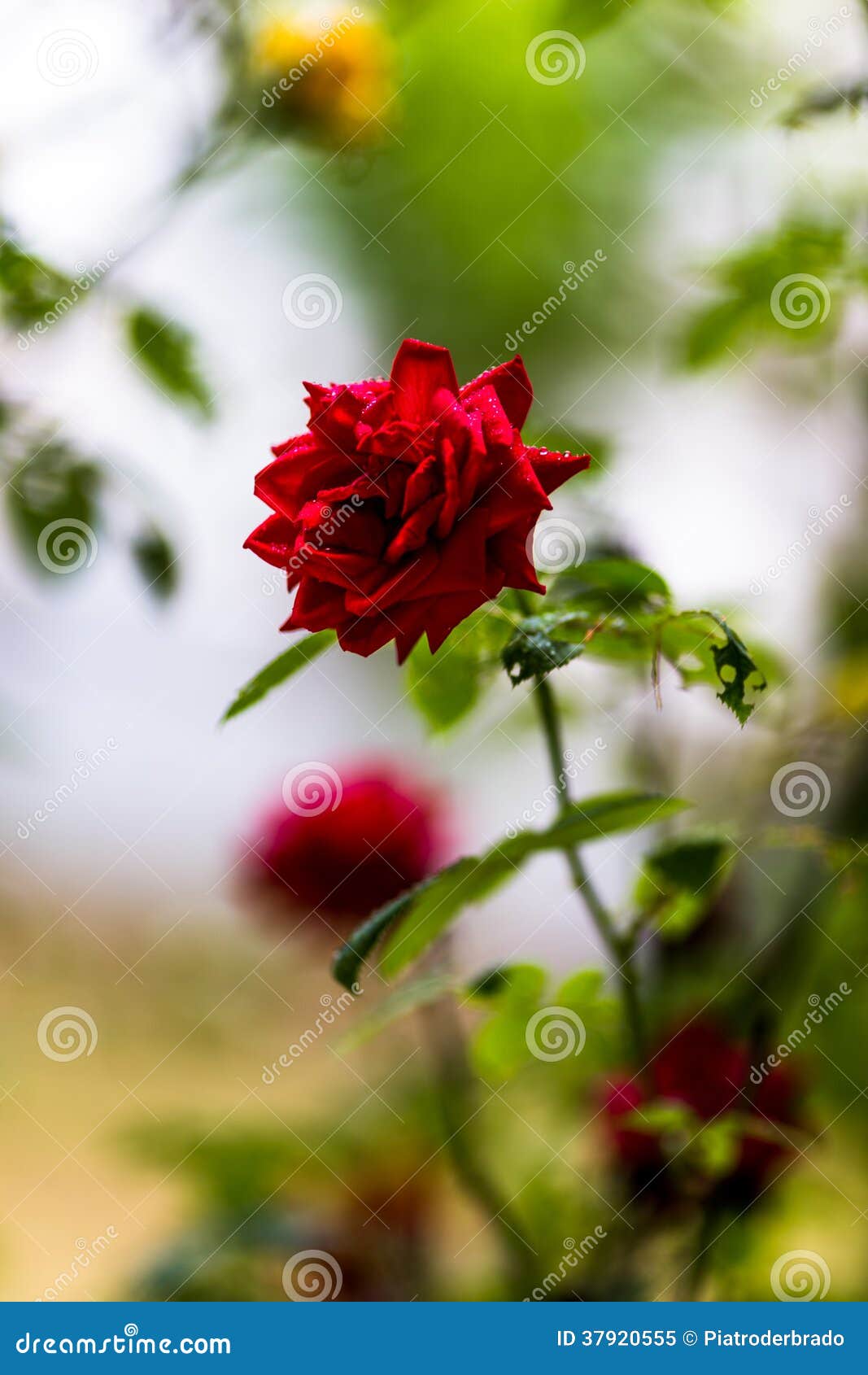 Red rose stock image. Image of precious, love, celebration - 37920555