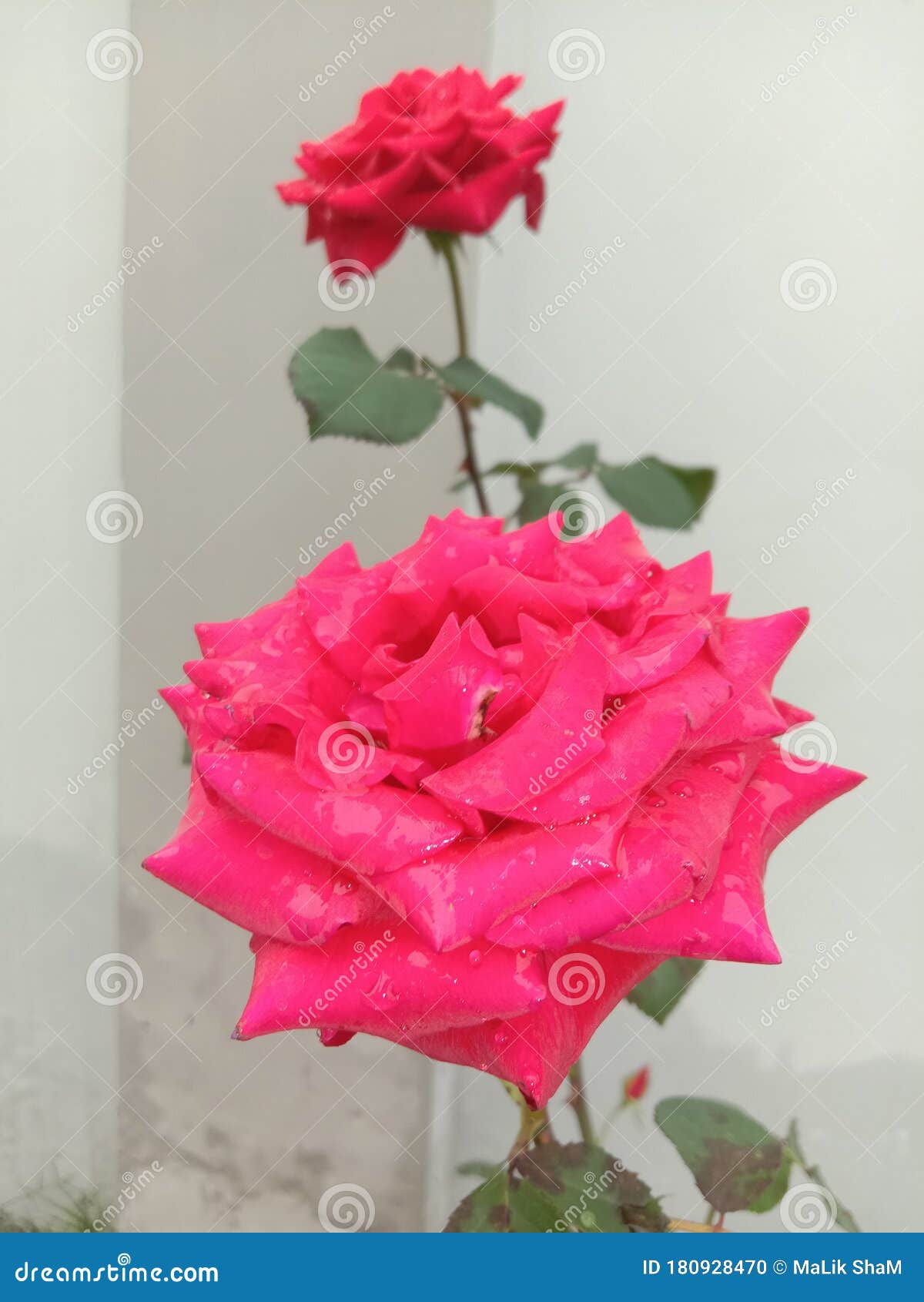 Red rose king of roses stock photo. Image of rose, petal - 180928470