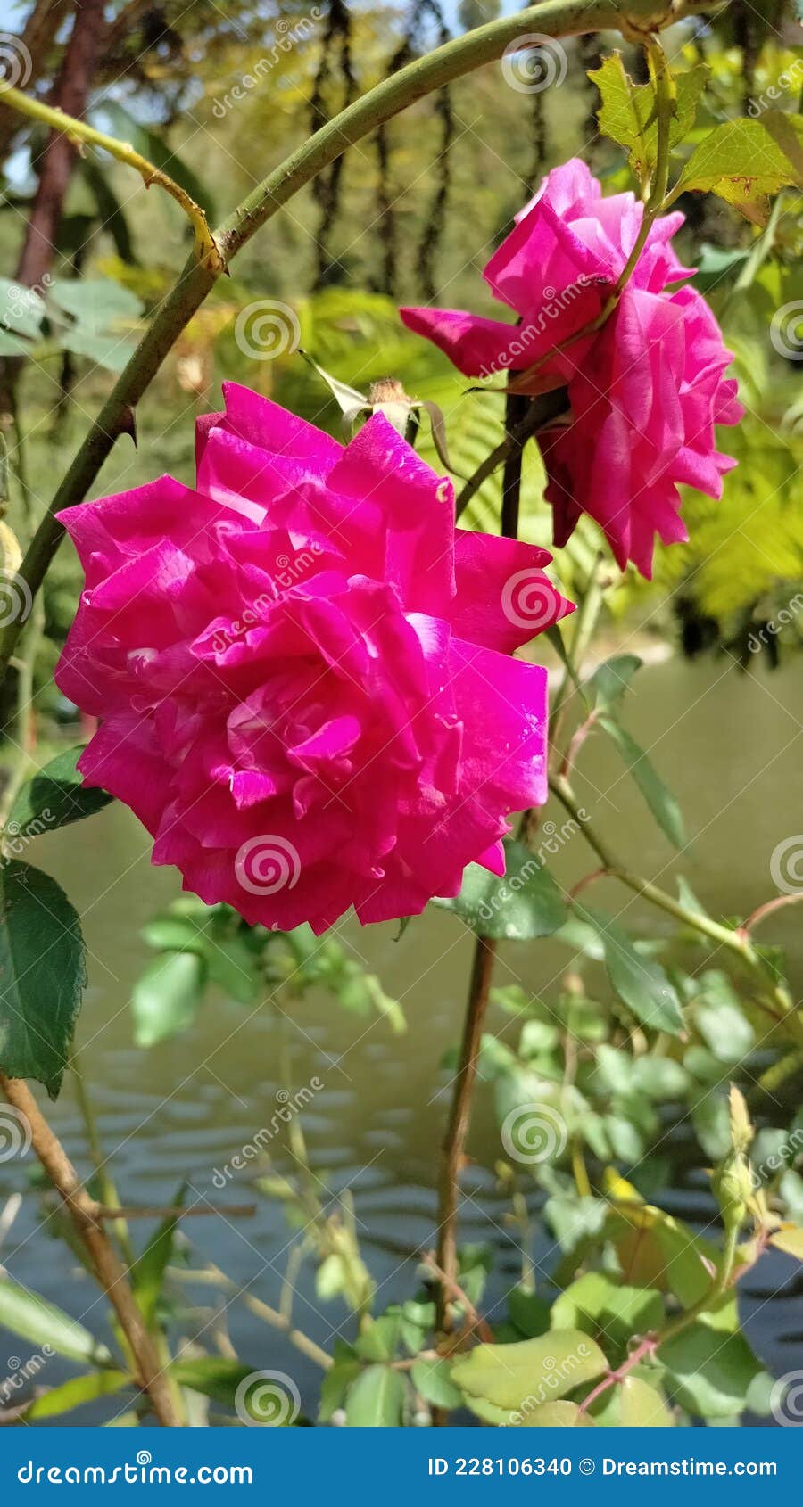 Red rose in lake stock photo. Image of lake, garden - 228106340