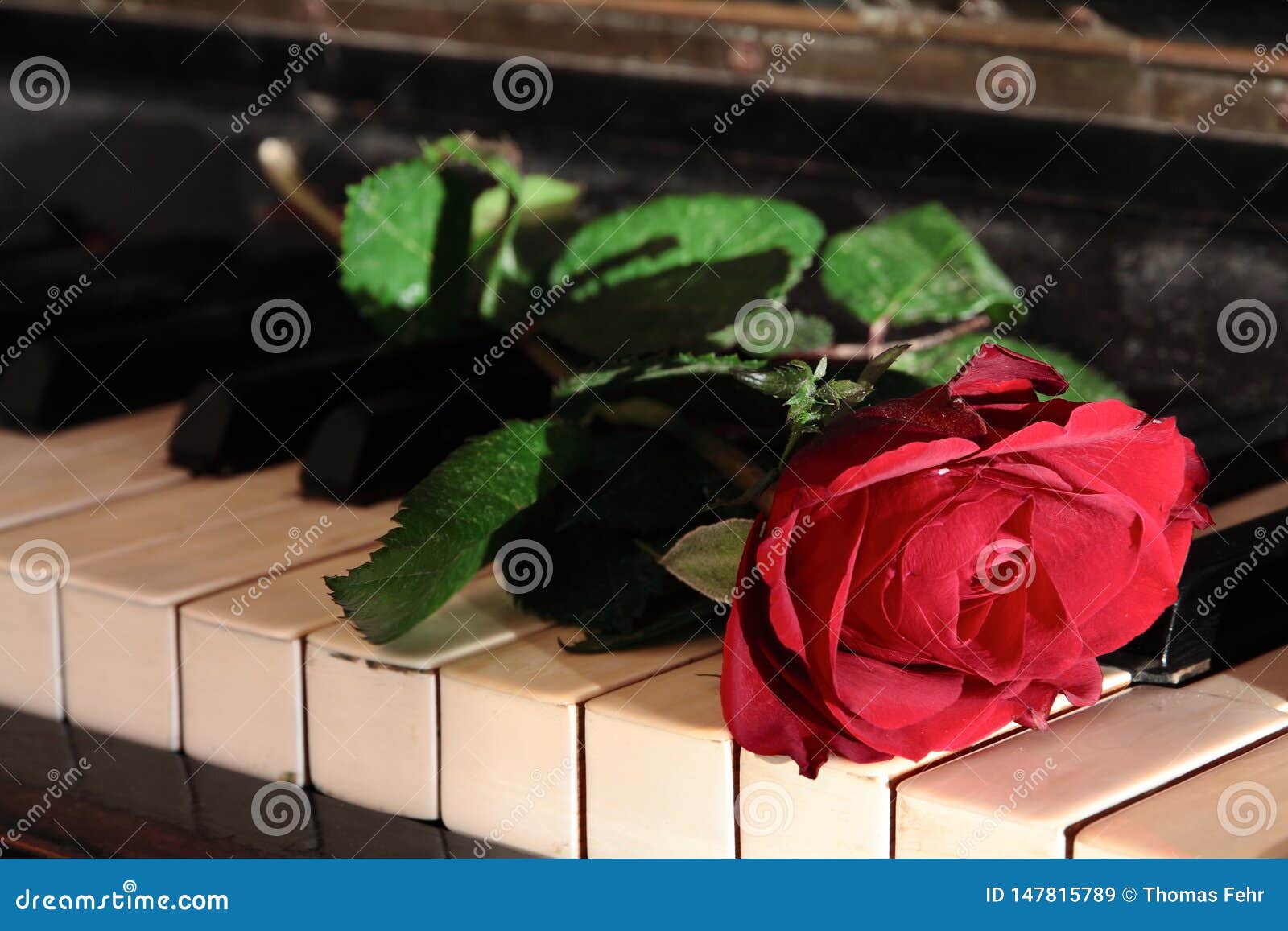 Red rose and the piano stock image. Image of nature - 147815789