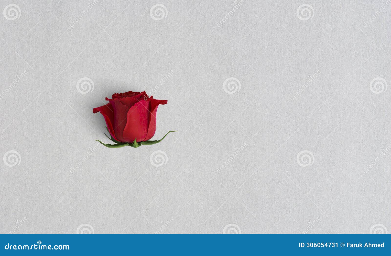Red Rose without Leaf White Paper Texture Wallpaper Isolated White ...