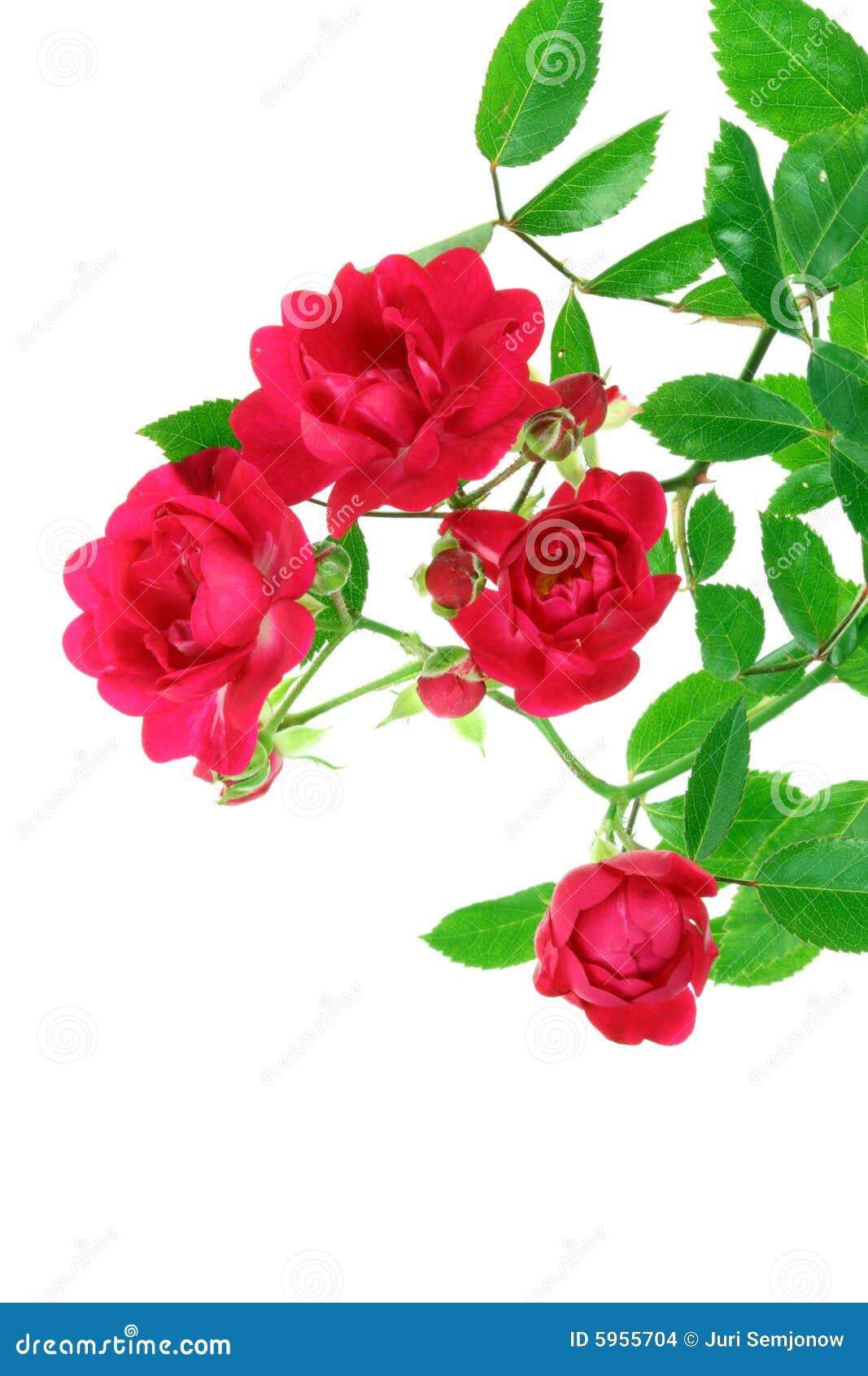 Red rose with leafs. stock photo. Image of stem, white - 5955704