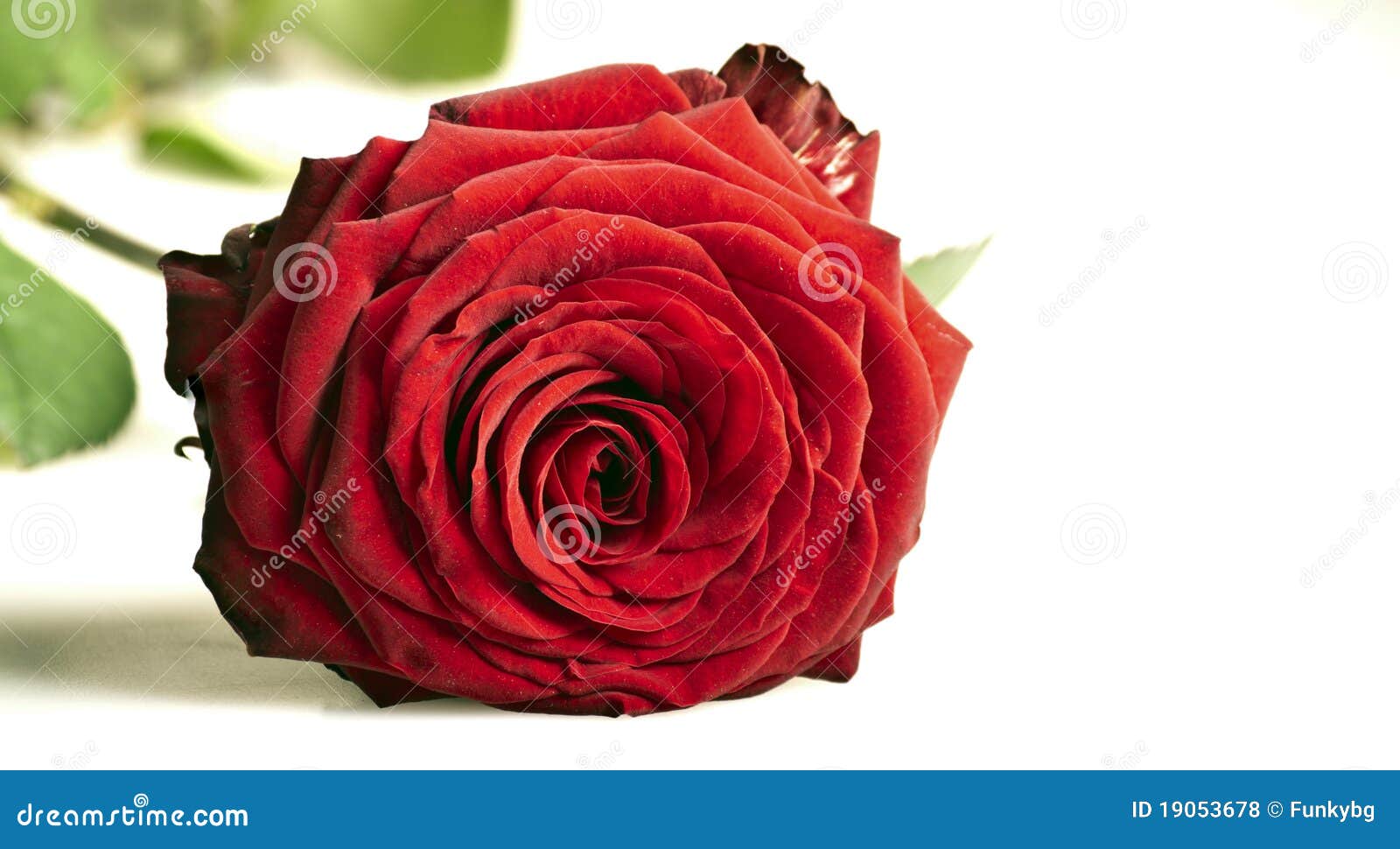 Red rose with leaves stock photo. Image of romantic, elegant - 19053678