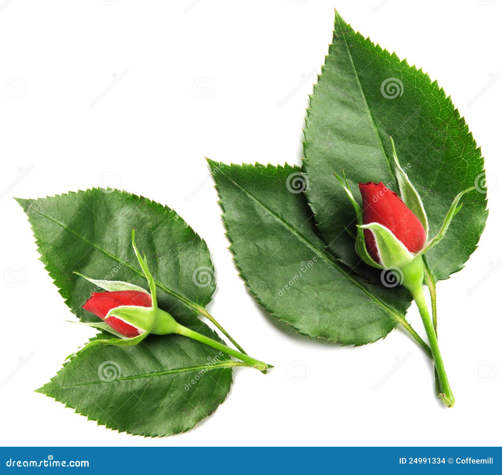 Red rose with leaves stock photo. Image of beauty, petals - 24991334