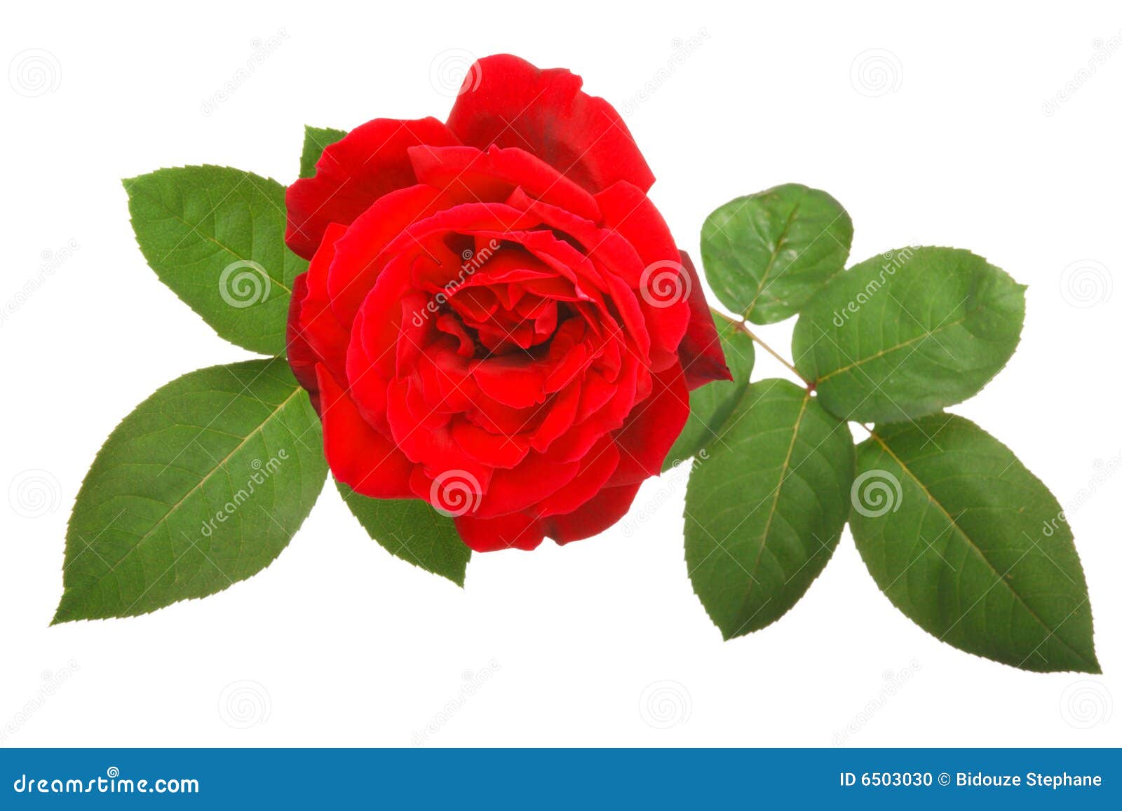 Red rose and leaves stock photo. Image of nature, isolated - 6503030