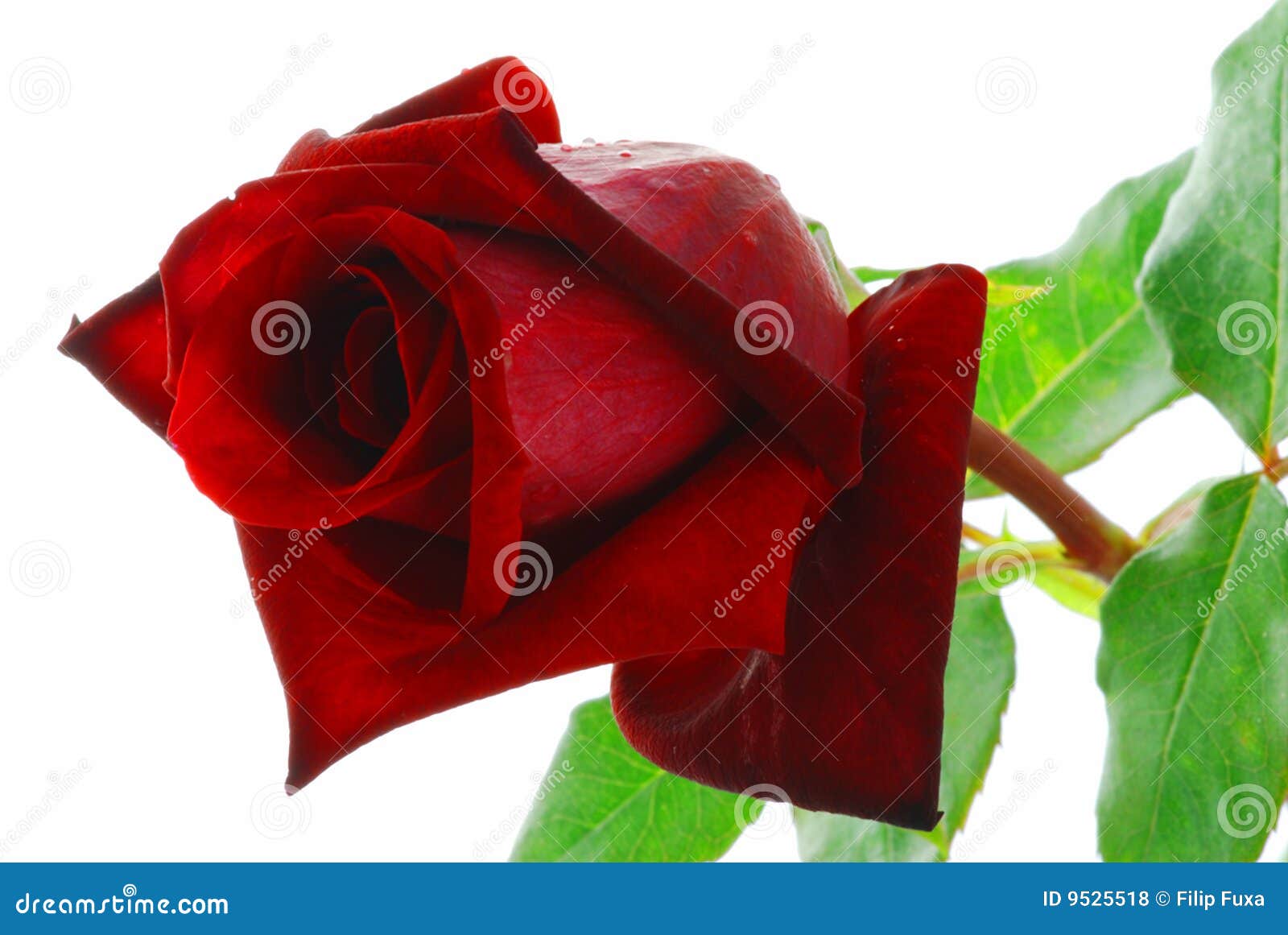 Red rose with leaves stock photo. Image of close, blossom - 9525518