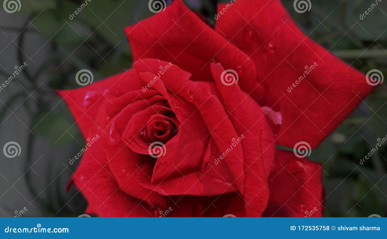 Red Rose with Leaves in the Background Stock Photo - Image of raindrop ...