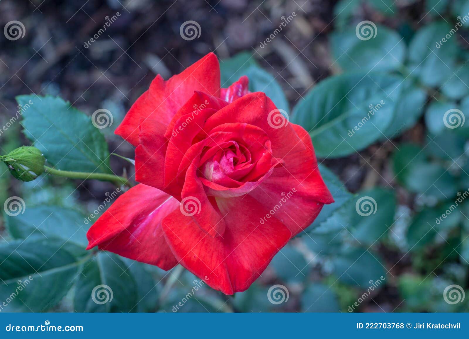 Red rose with leaves stock photo. Image of nature, flower - 222703768