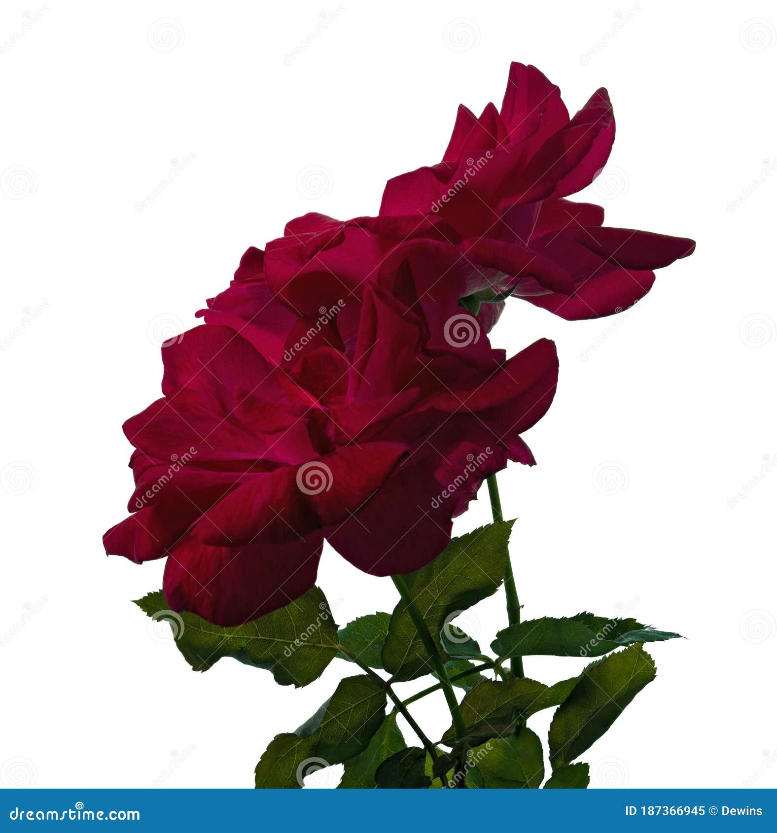 Red Rose with Leaves, Blooming Rose Isolated on White Background, with ...