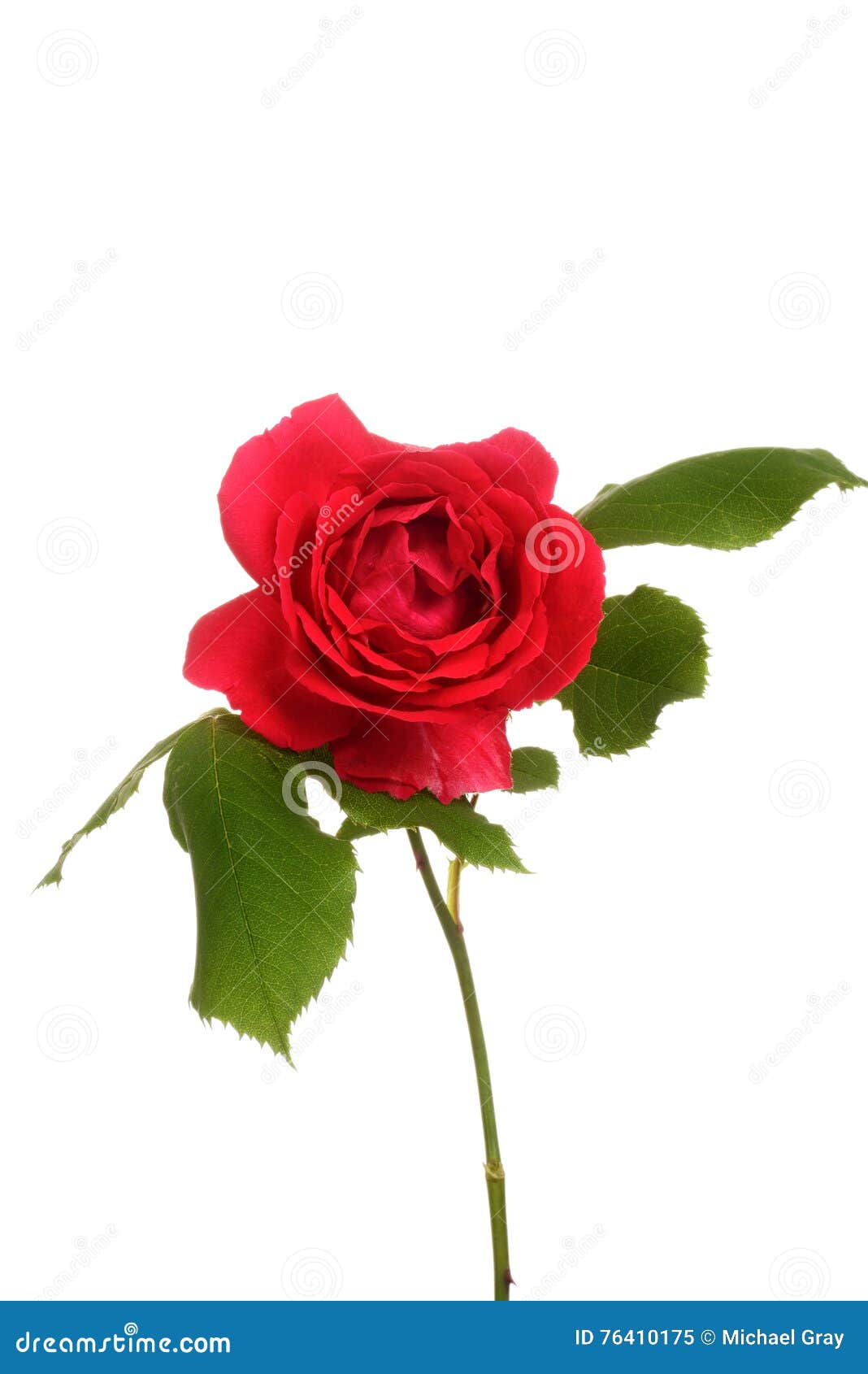 Red rose with leaves stock image. Image of love, macro - 76410175