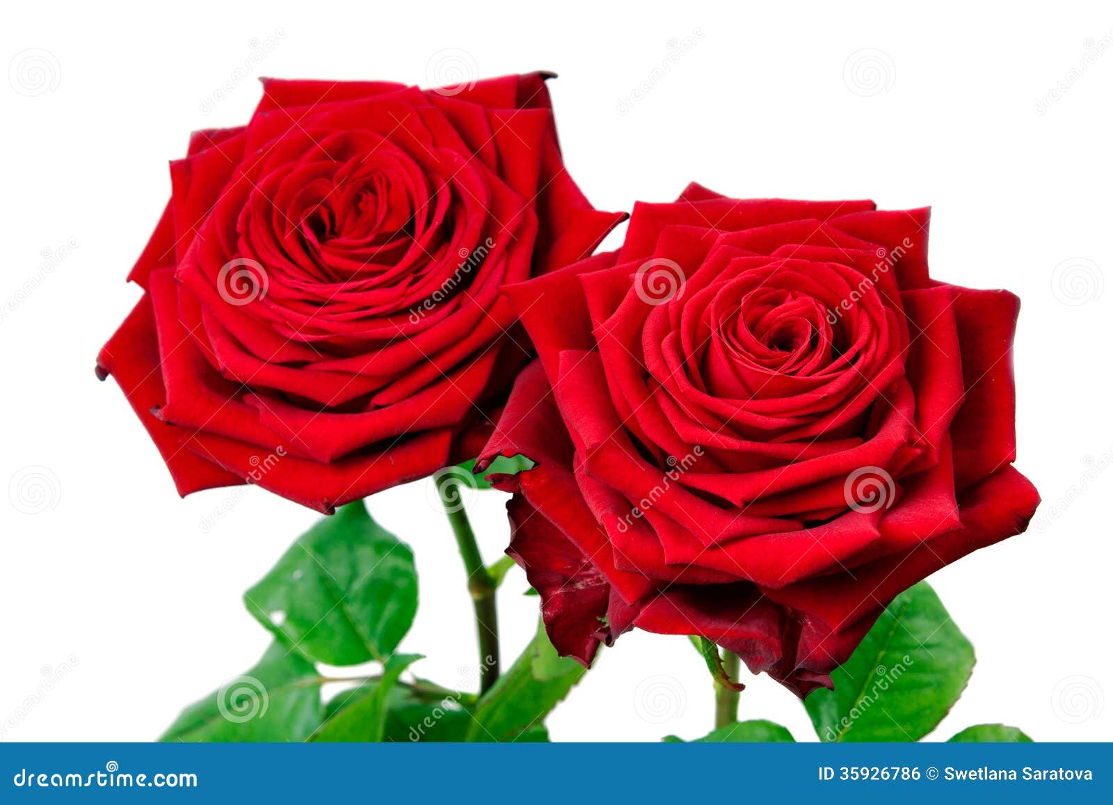 Red rose stock photo. Image of sensual, bloom, floral - 35926786