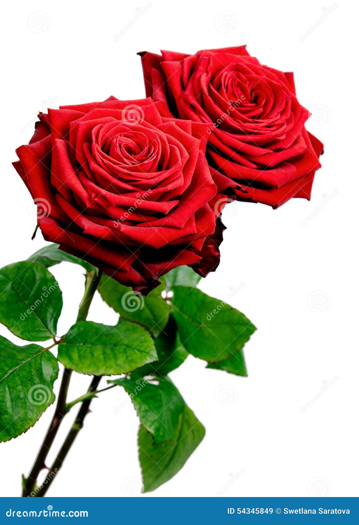 Red rose stock image. Image of romance, petals, beautiful - 54345849